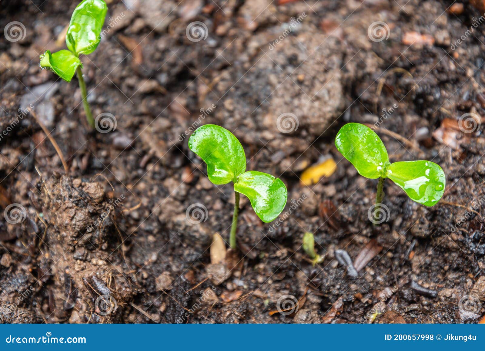 A young plant growing stock photo. Image of beginning - 200657998