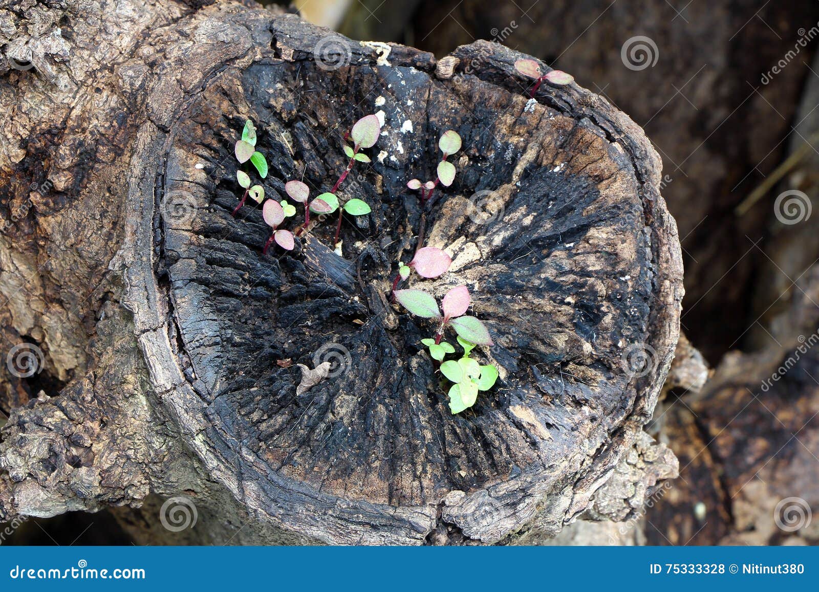 Young Plant Growing on a Dead Tree Stock Photo - Image of growing ...