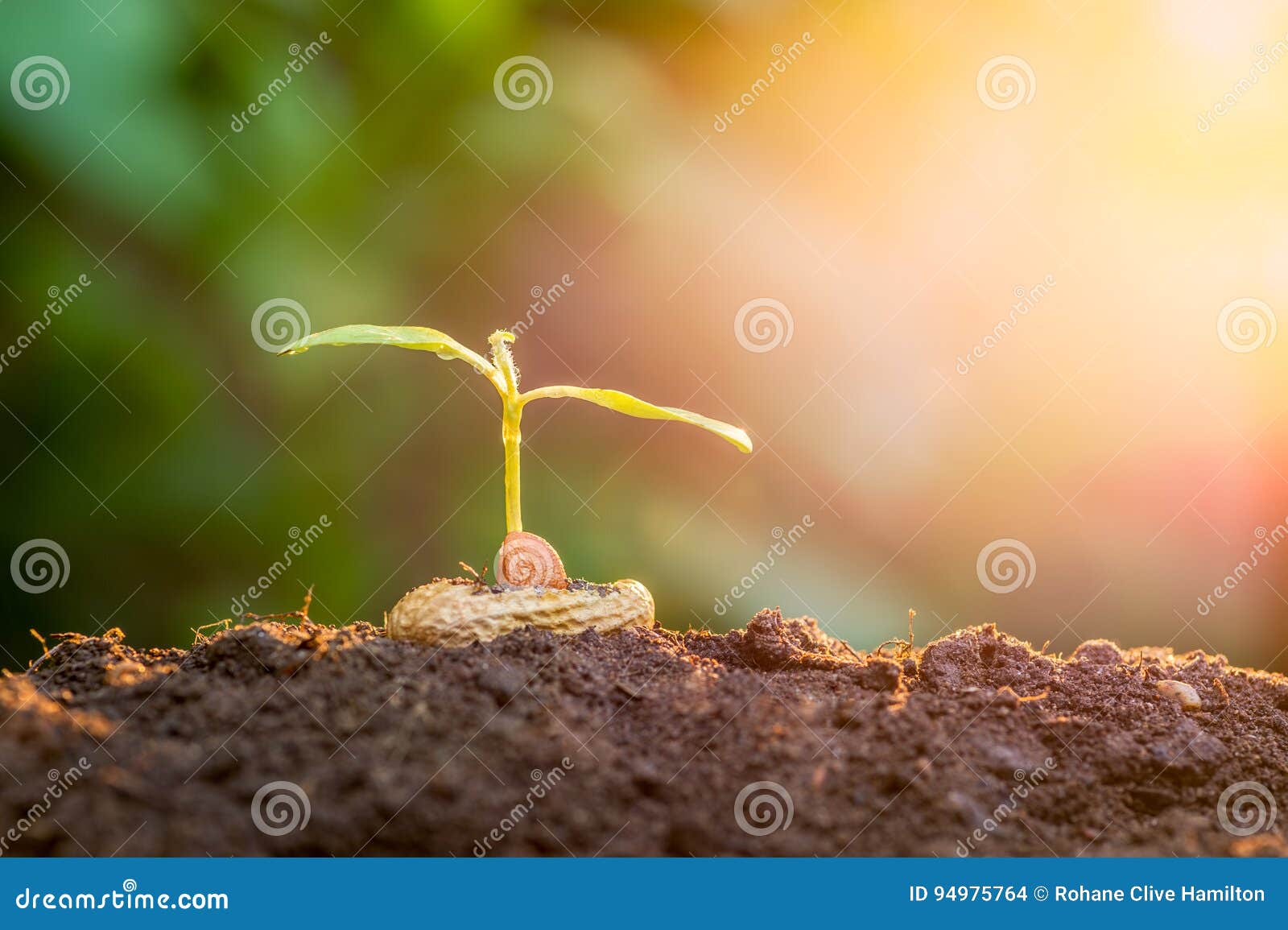 Young Plant Growing in the Glow of Sunlight Stock Photo - Image of ...