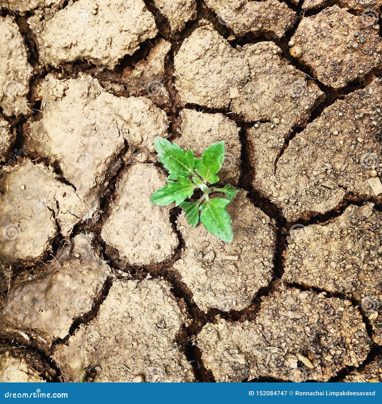 Young Plant Growing through the Ground Stock Image - Image of garden ...