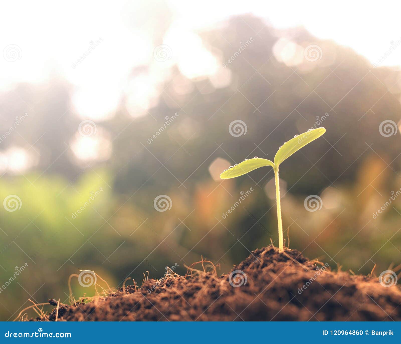 Young plant growing stock photo. Image of growth, tree - 120964860