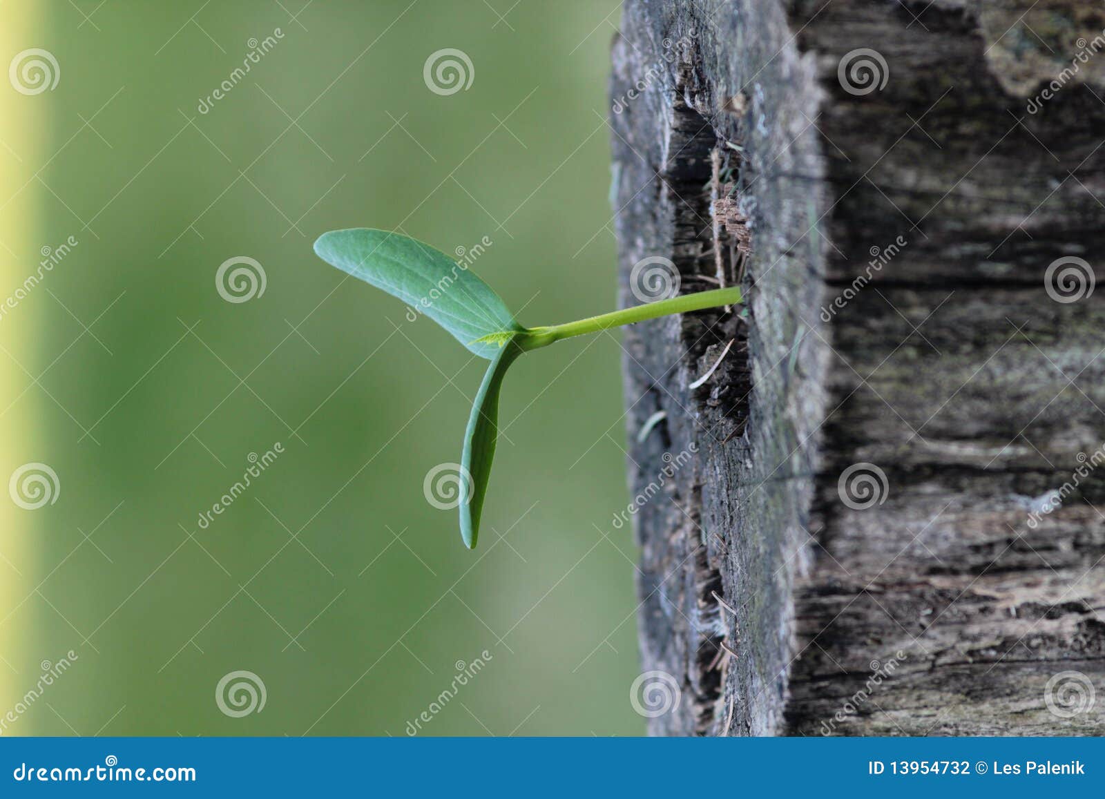Young Plant Growing in an Old Tree Stump Stock Photo - Image of green ...