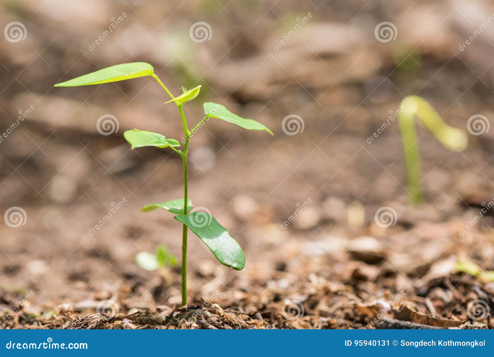 Young plant growing stock image. Image of environmental - 95940131