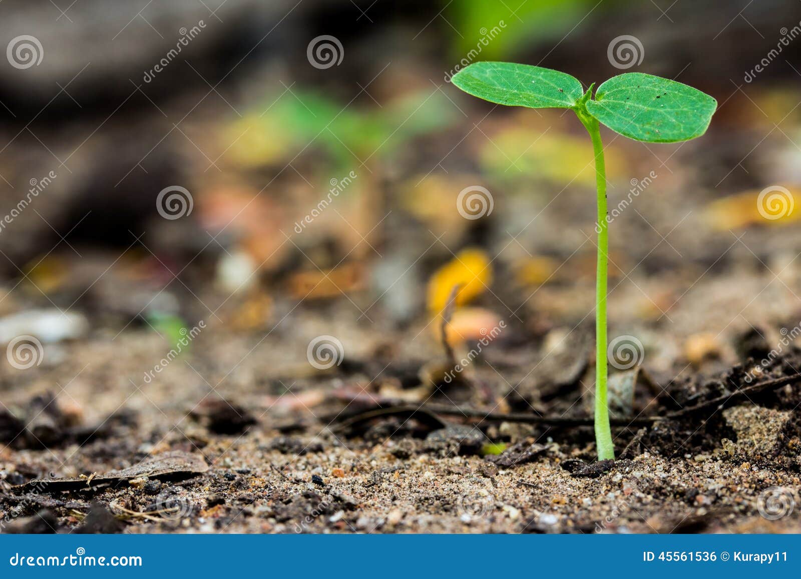 Young plant growing stock photo. Image of beginning, growing - 45561536