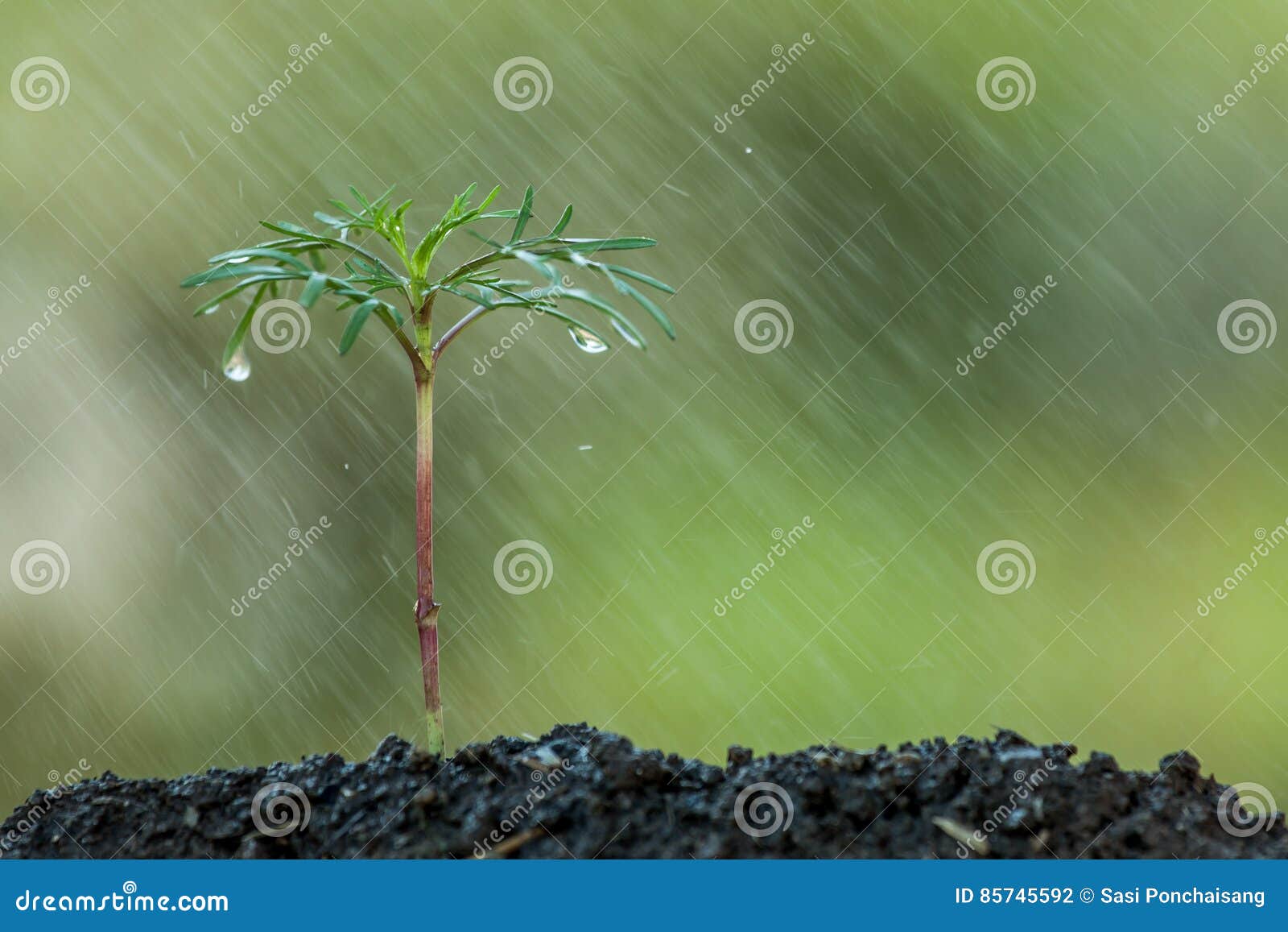 Young Plant Growing in Soil and Water Drop on it Stock Photo - Image of ...