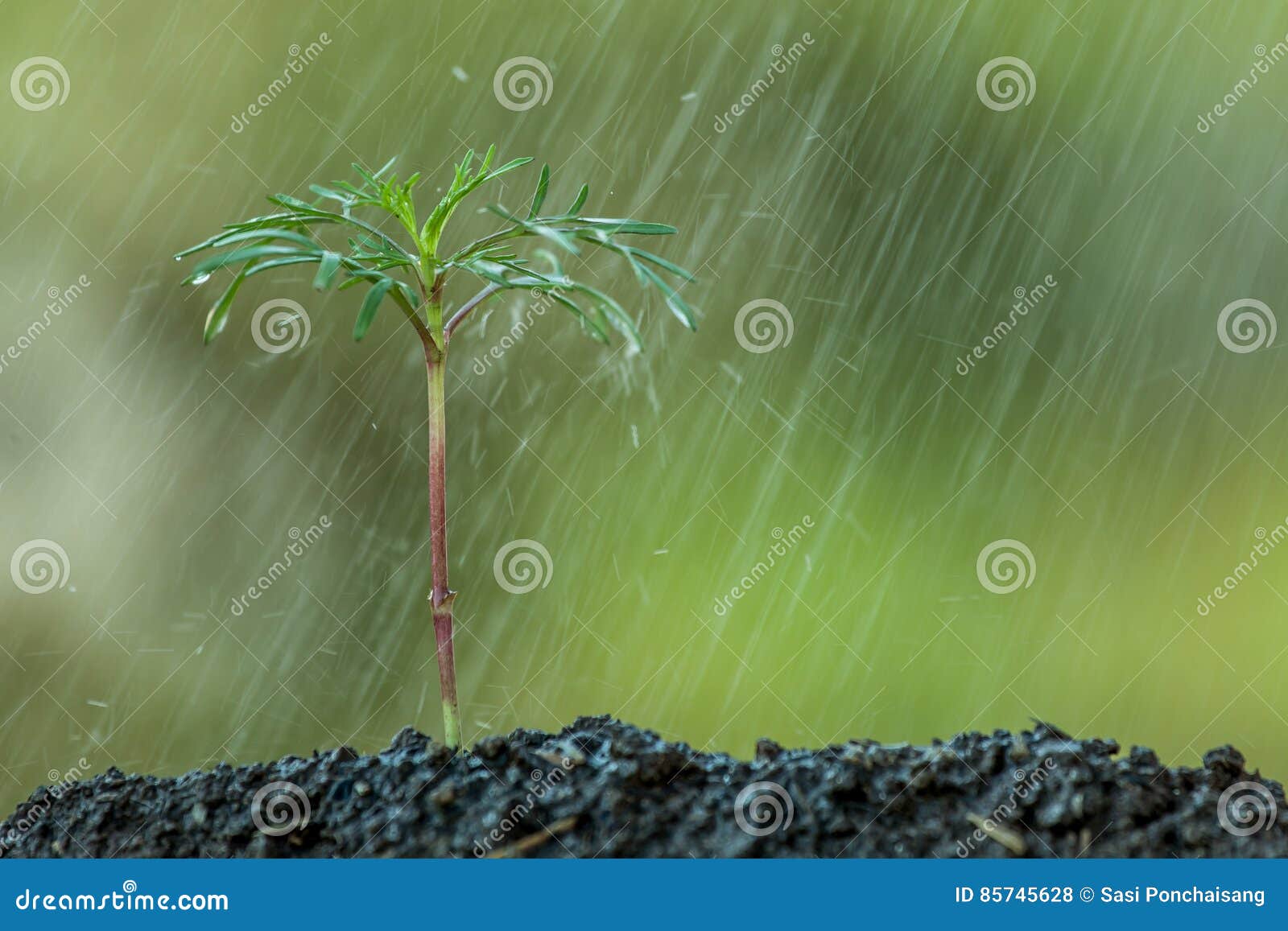 Young Plant Growing in Soil and Water Drop on it Stock Photo - Image of ...