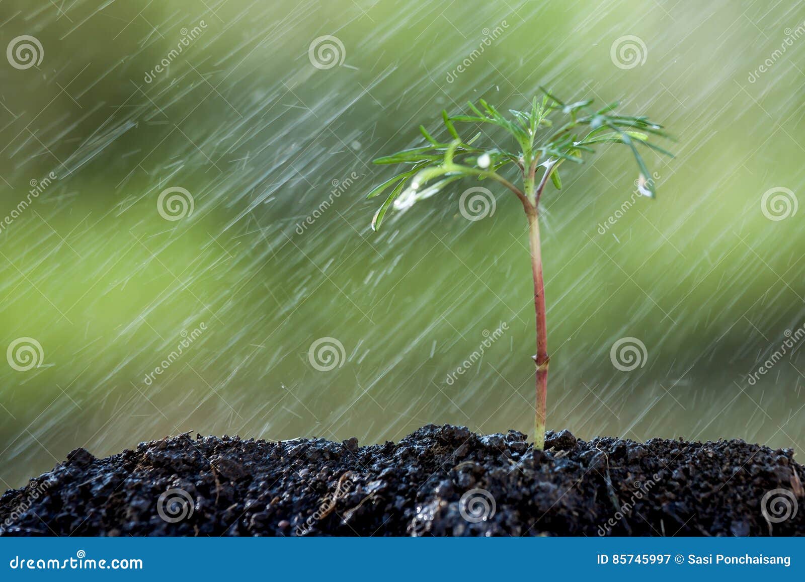 Young Plant Growing in Soil and Water Drop on it Stock Image - Image of ...