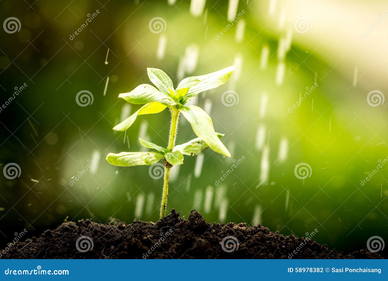 Young Plant Growing in Soil on Water Drop Stock Photo - Image of branch ...