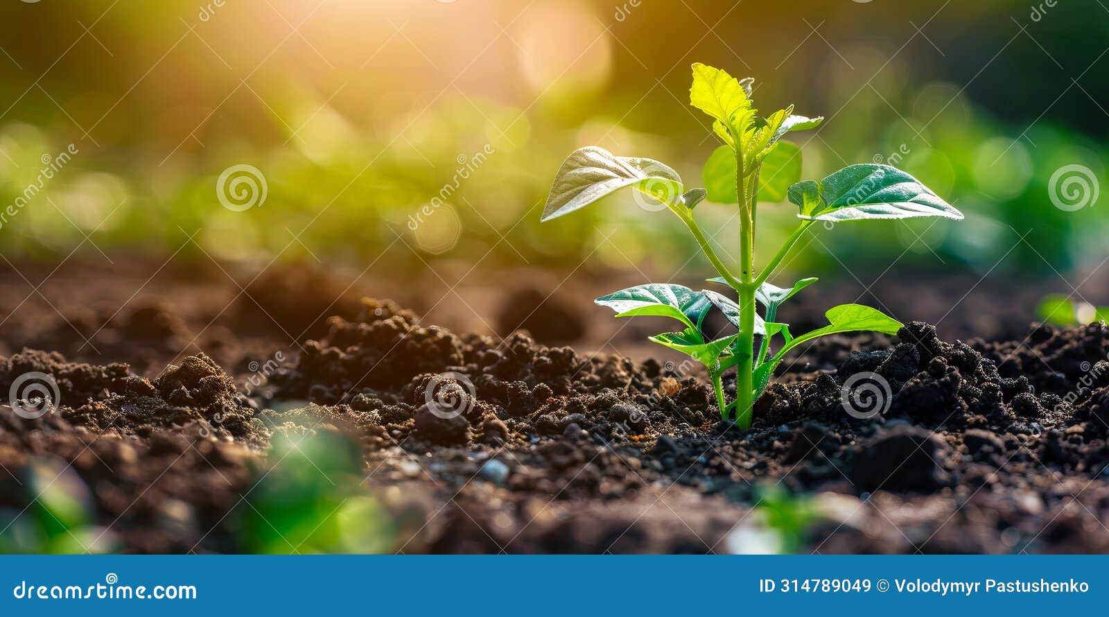 A Young Plant Growing in the Soil Stock Image - Image of garden, ground ...