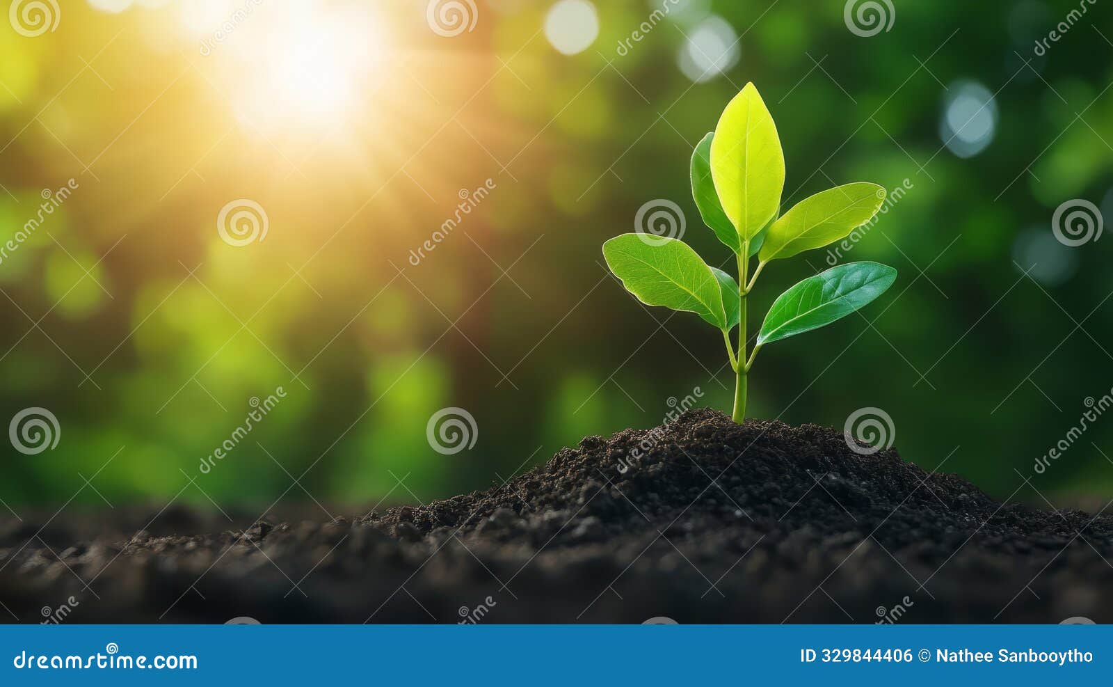 Young Plant Growing in Sunlight Stock Illustration - Illustration of ...