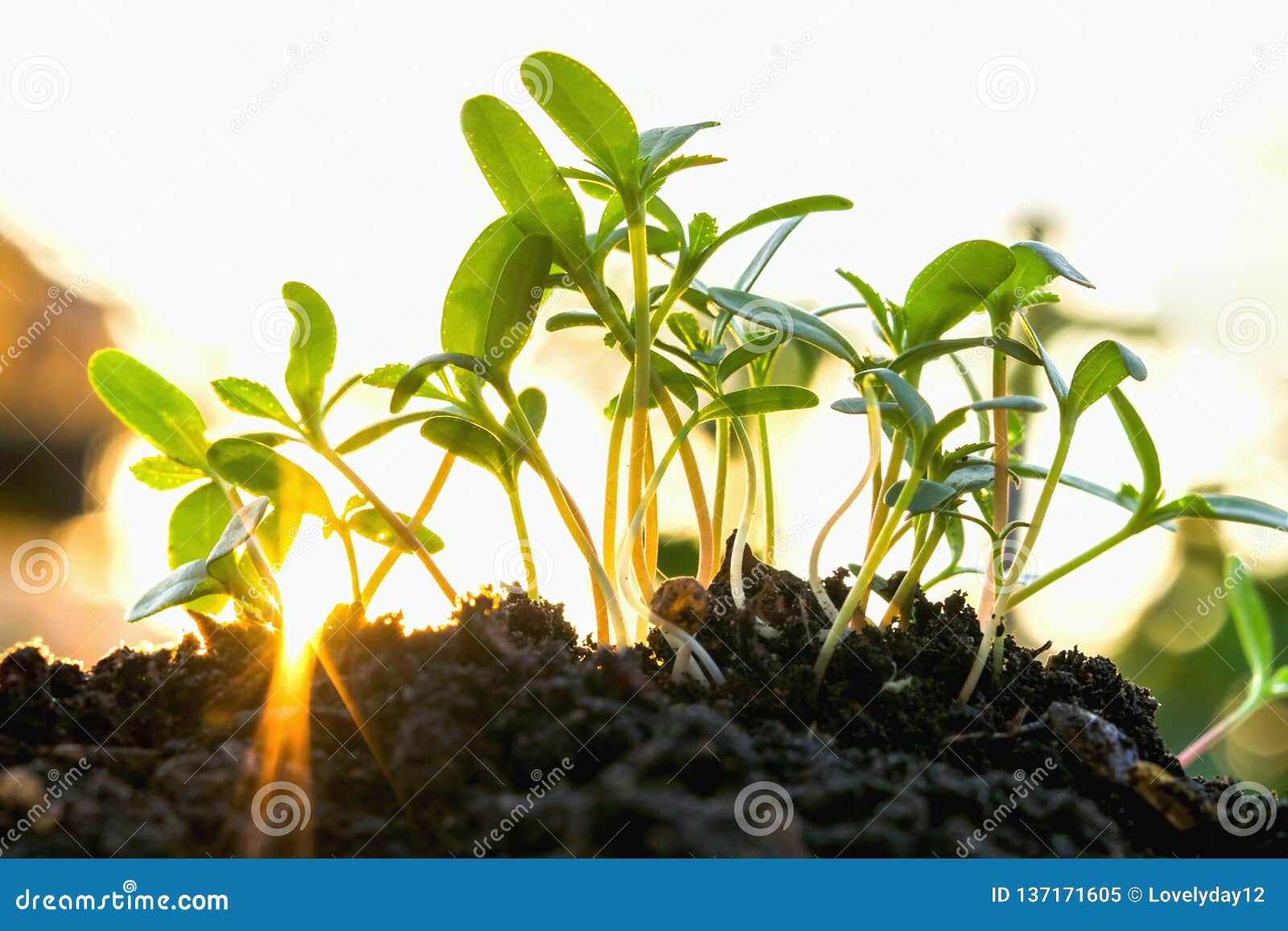 Young Plant Growing with Sunlight Stock Image - Image of fresh, sprout ... Young Plant Growing with Sunlight Stock Image - Image of fresh, sprout ...