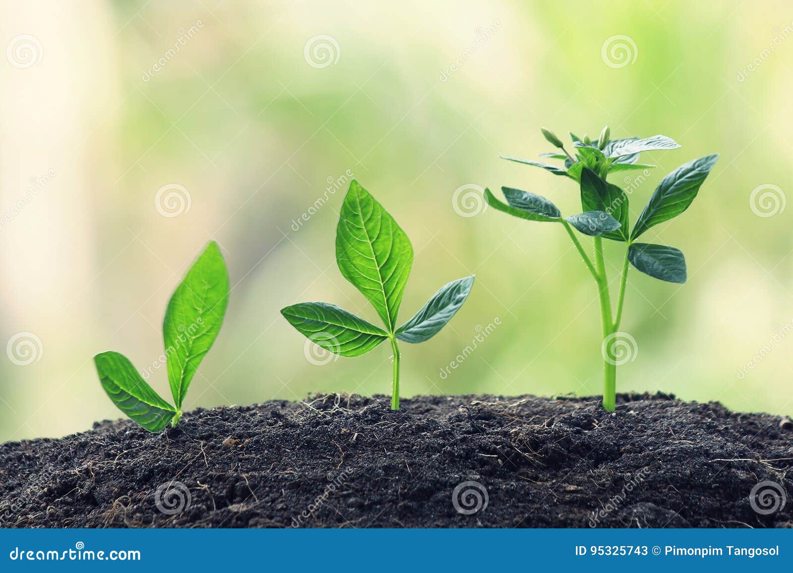 Young Plant Growing In Sunlight Stock Image - Image of seed, sunlight ... Young Plant Growing In Sunlight Stock Image - Image of seed, sunlight ...
