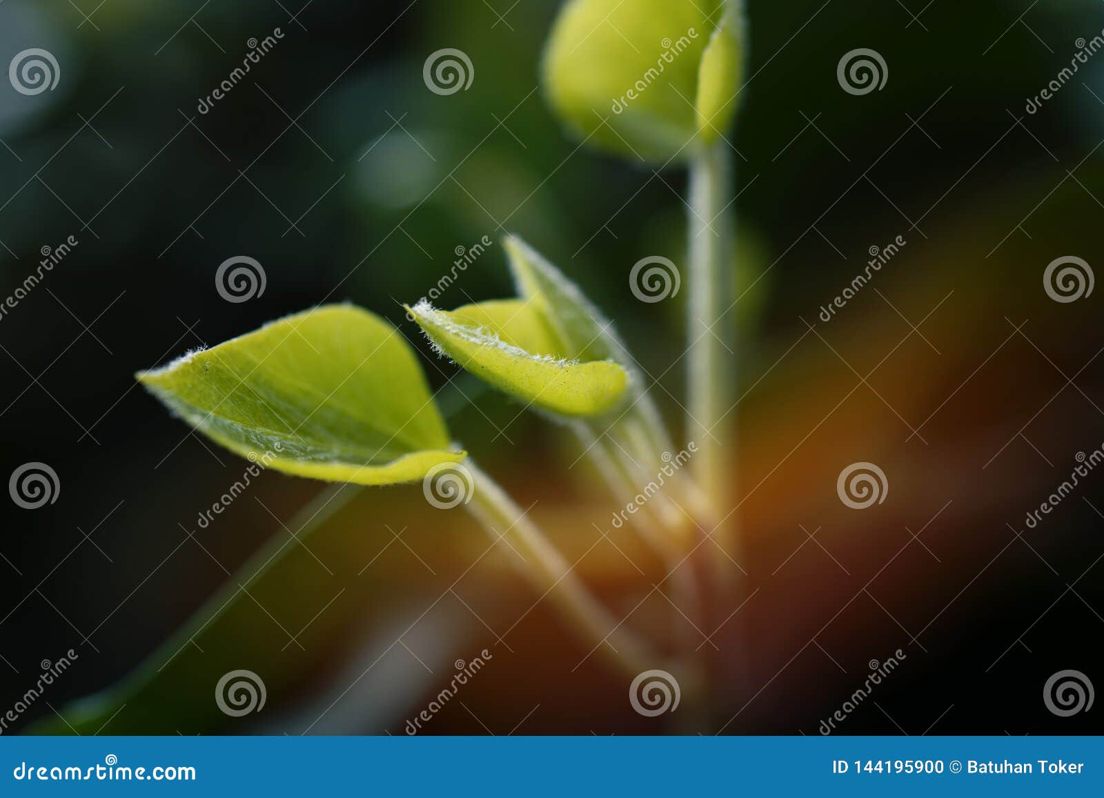 New Branch Growing on Tree stock photo. Image of concept - 144195900