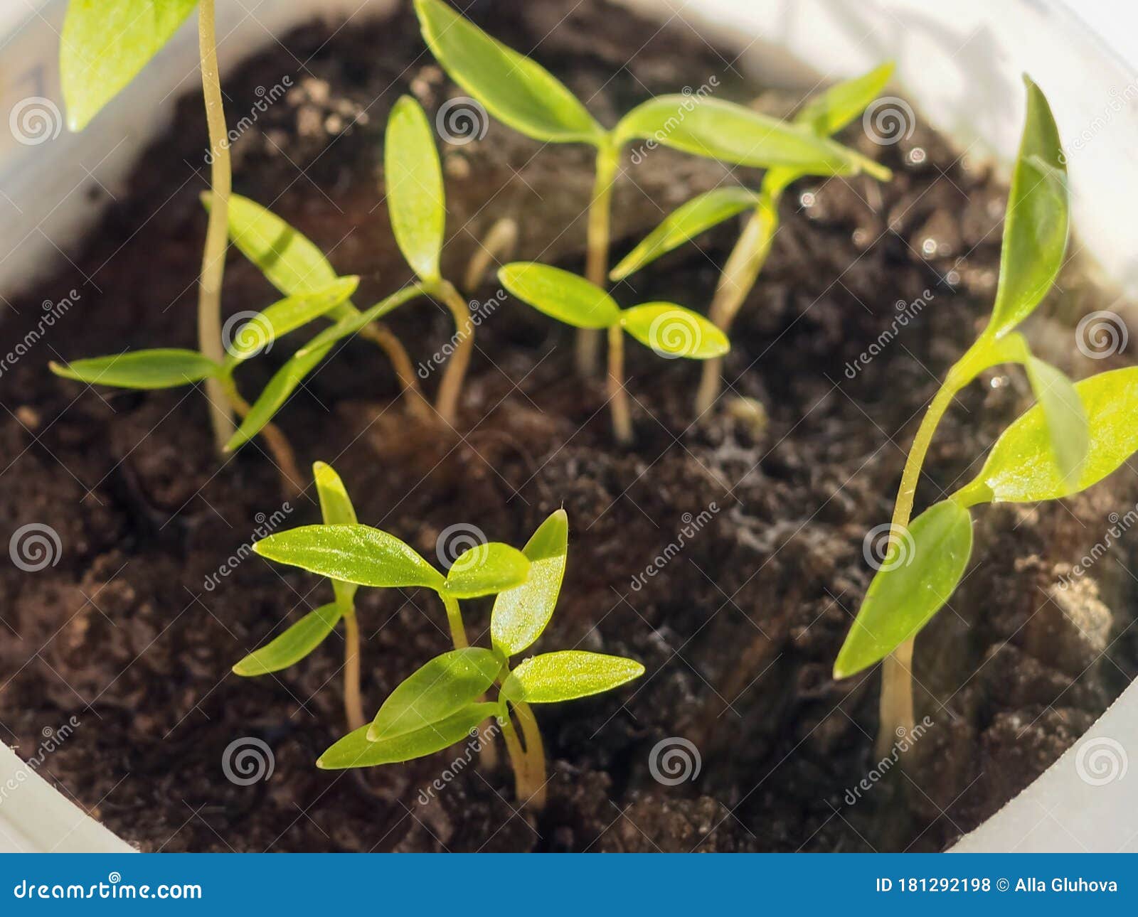 Young Plant Growing In Sunlight, Growing Sprout - Beginning Of A New ...