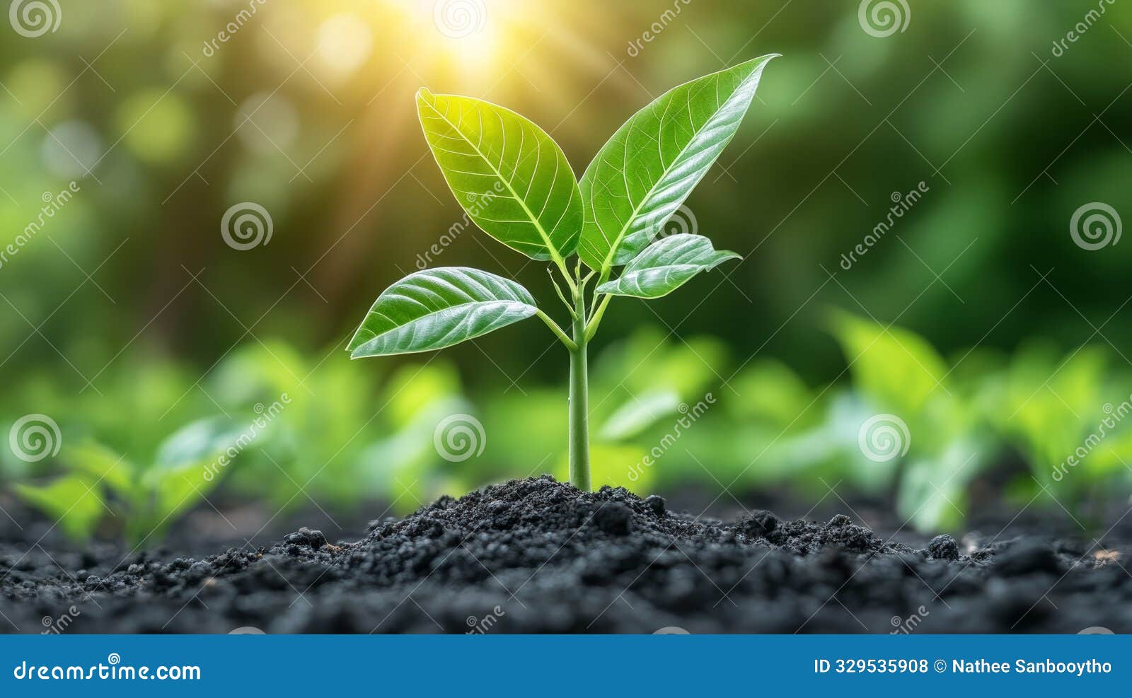 Young Plant Growing in Sunlight Stock Illustration - Illustration of ...