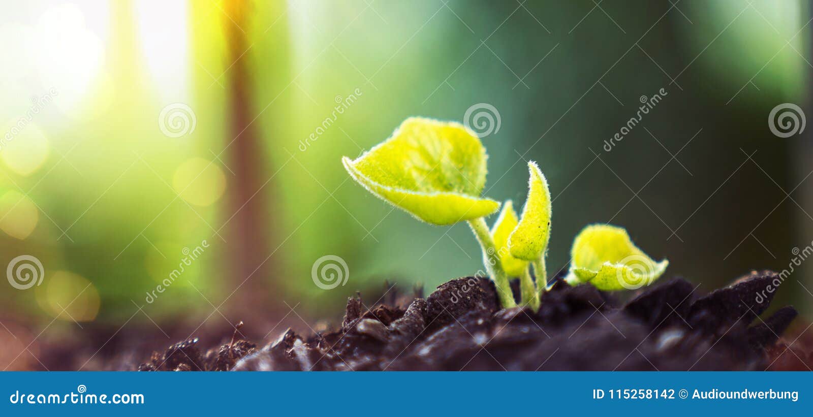 Young Plant Growing in Sunlight Stock Photo - Image of background ... Young Plant Growing in Sunlight Stock Photo - Image of background ...