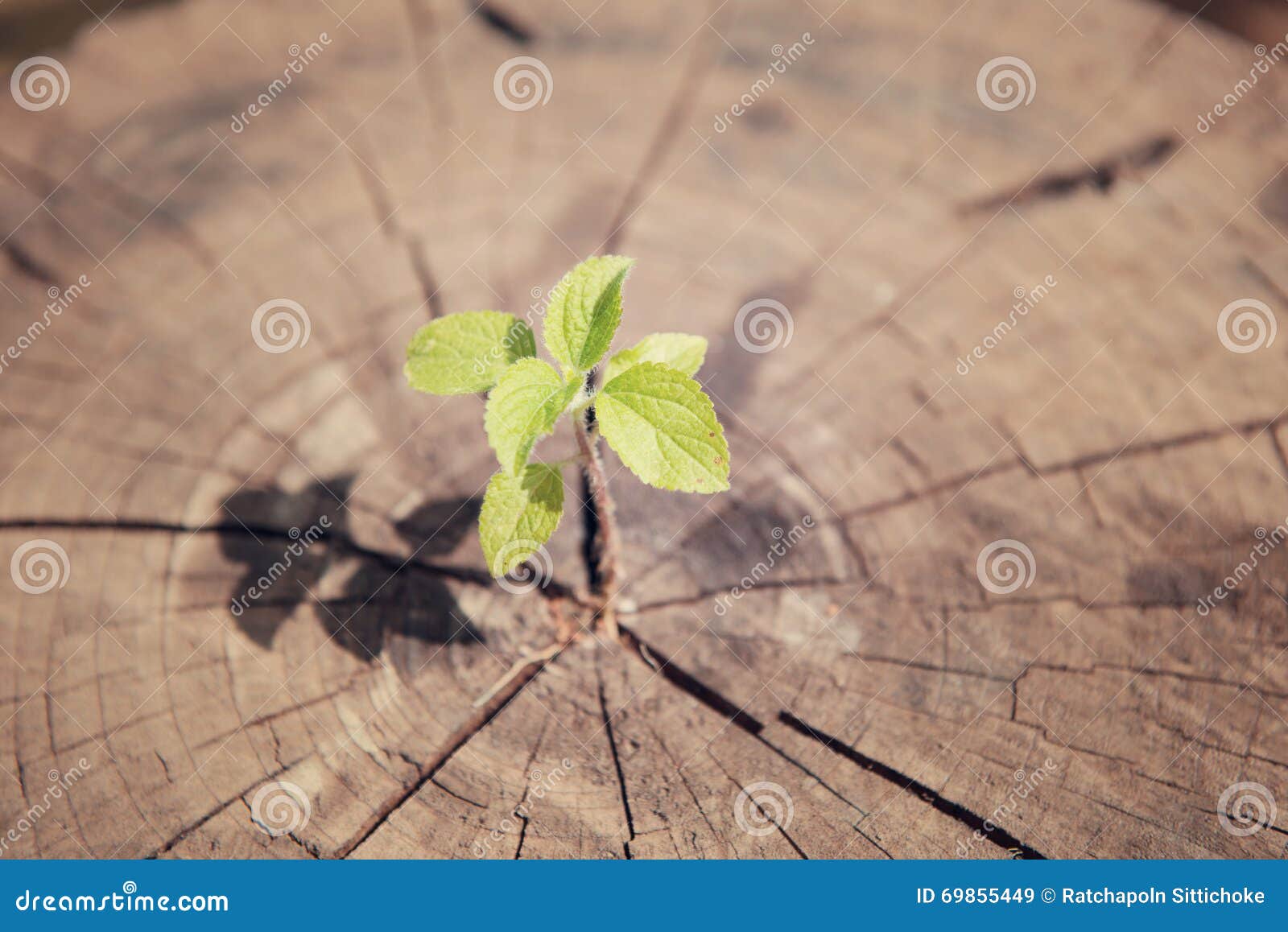 Young Plant Growing on Tree Stump, Hope Concept Stock Image - Image of ...
