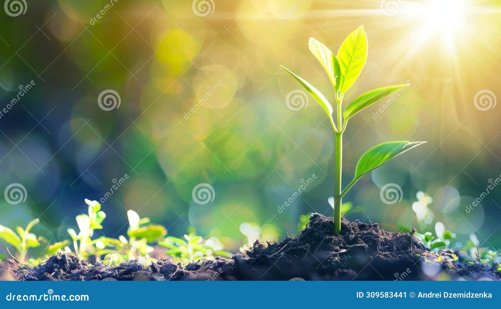 A Young Plant Growing Under Sunlight. Concepts of Environmental ...