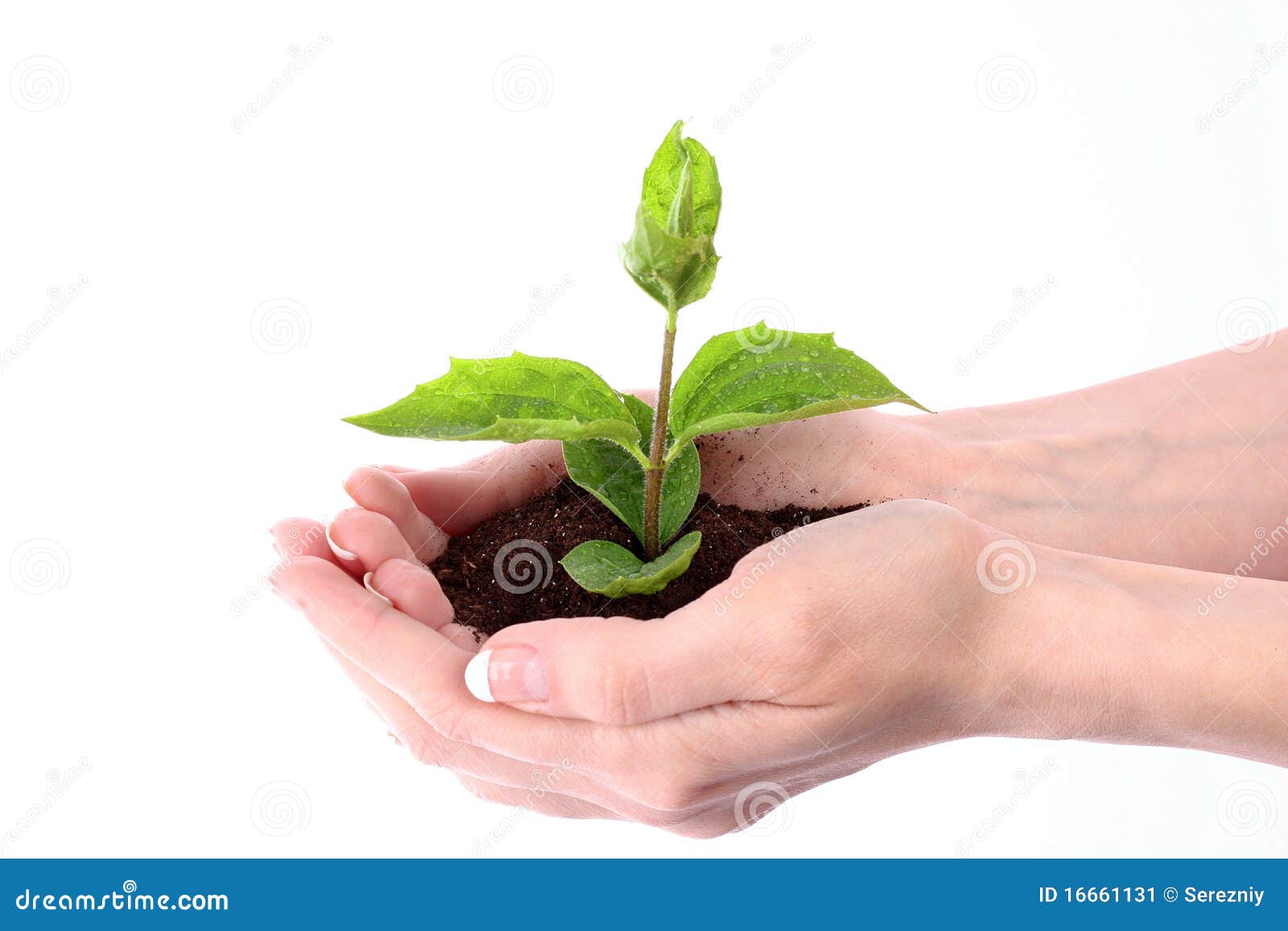 Young plant in hand stock image. Image of garden, botanical - 16661131