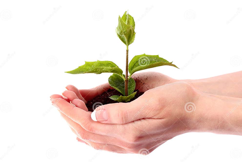 Young plant in hand stock photo. Image of hand, leaf - 18261070