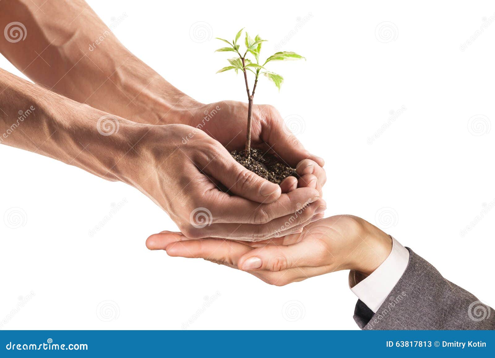 Young plant in hand stock image. Image of fresh, botanical - 63817813