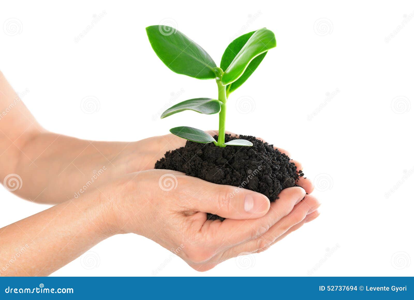 Young plant in hand stock photo. Image of beauty, harmony - 52737694