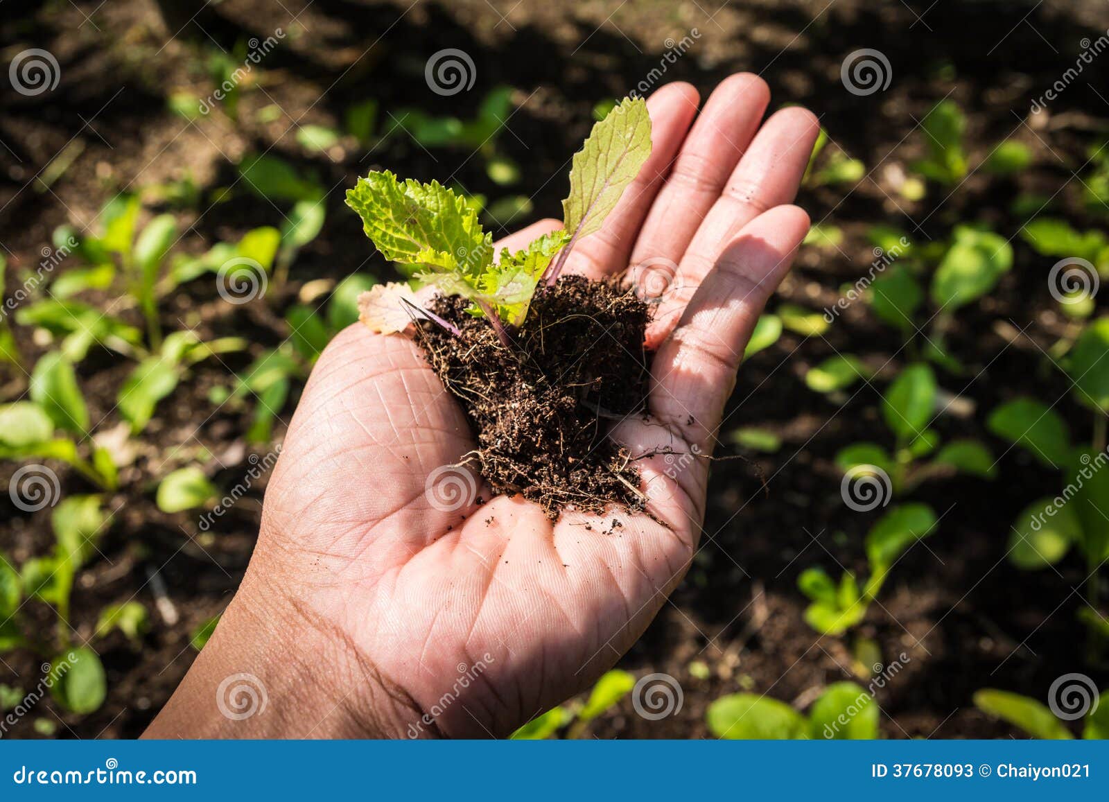Young plant in hand stock image. Image of hands, nature - 37678093