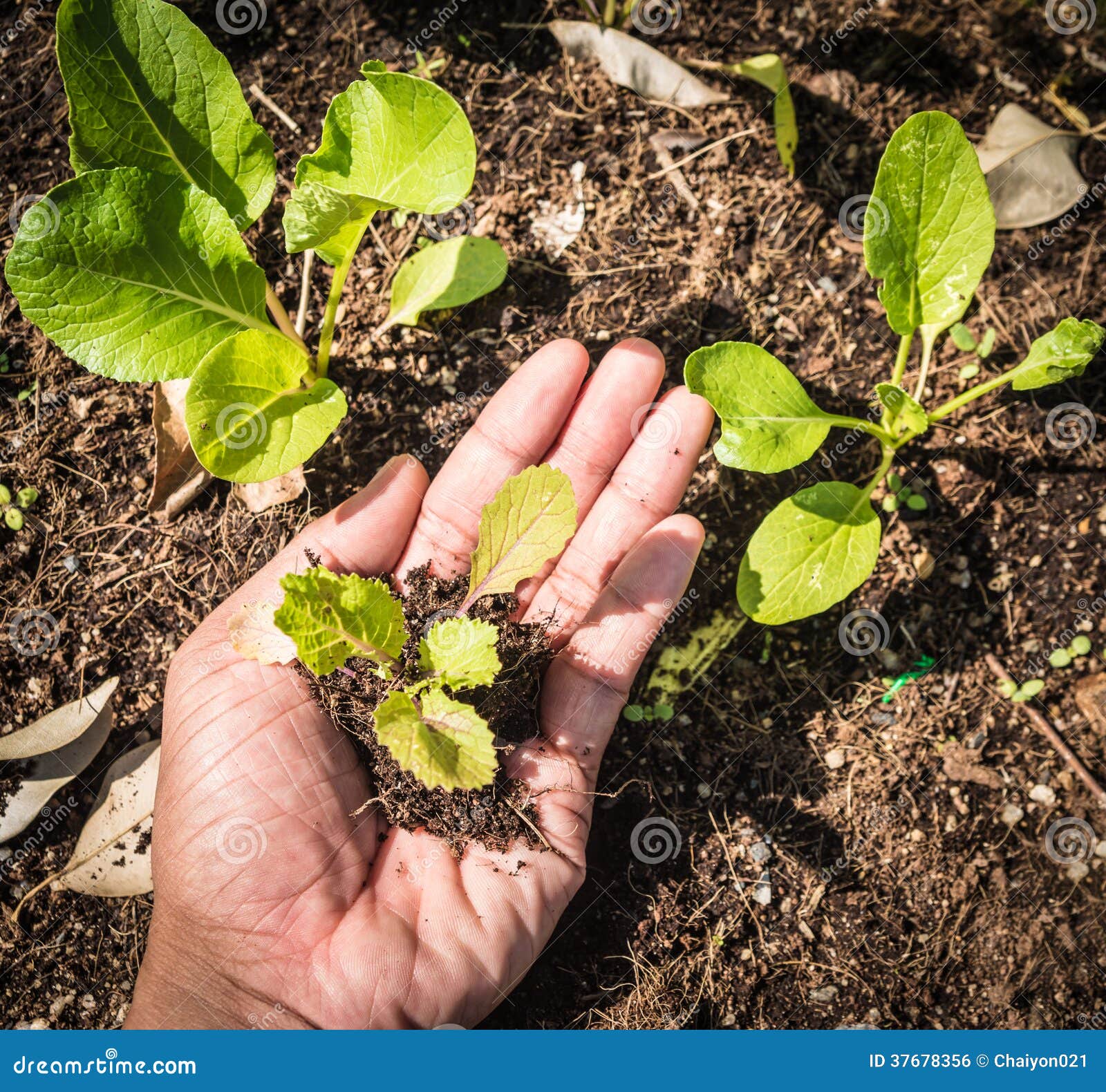 Young plant in hand stock photo. Image of organic, growth - 37678356