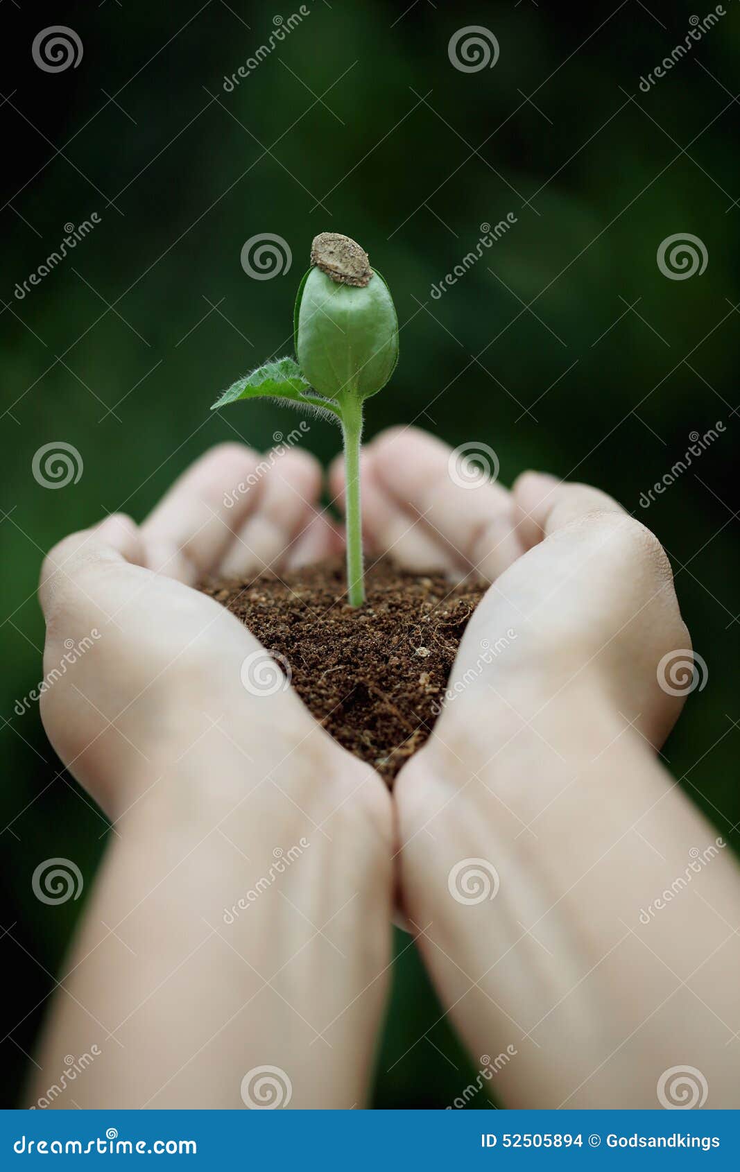 Young plant in hands stock photo. Image of green, life - 52505894