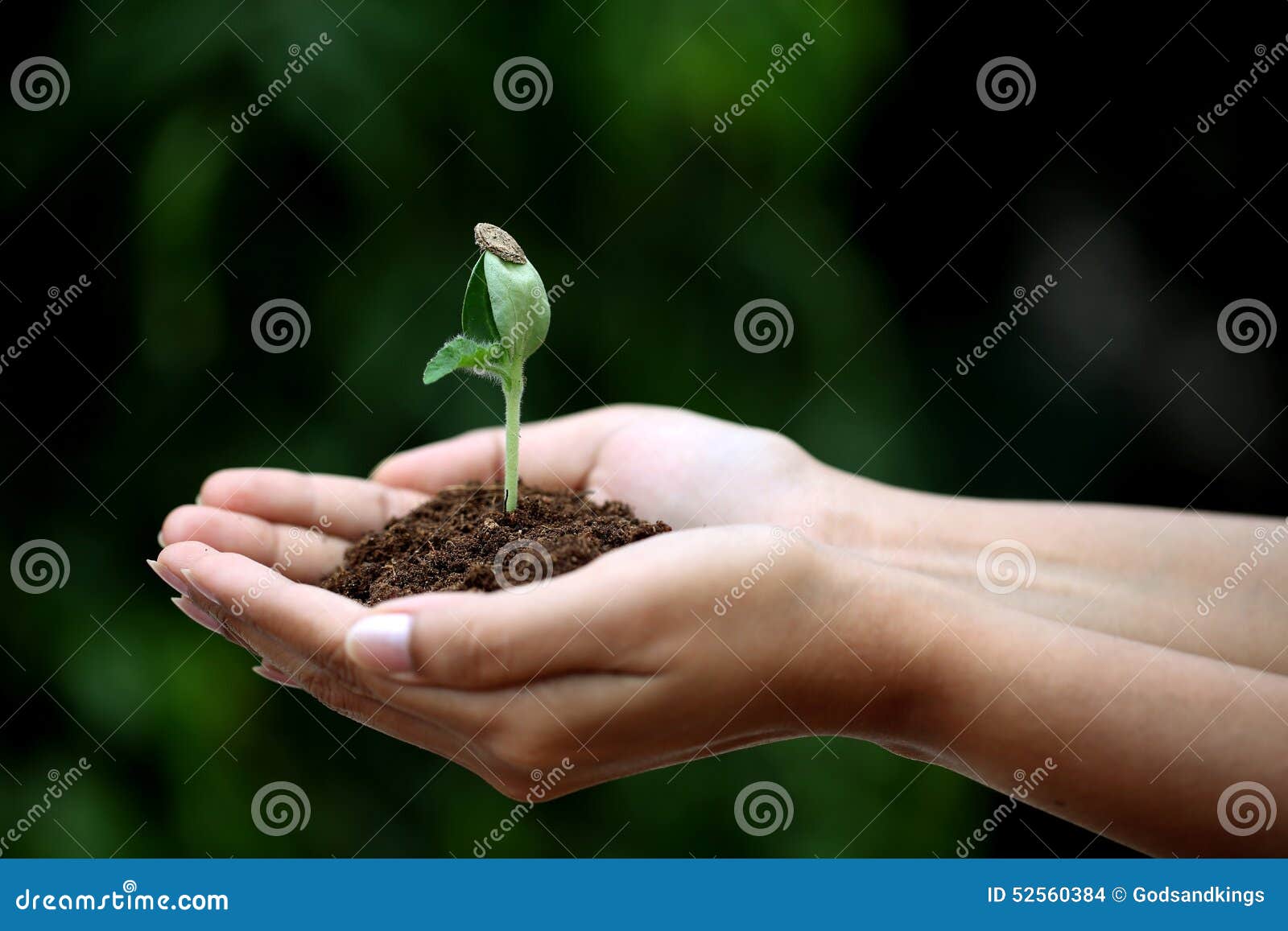 Young plant in hands stock photo. Image of organic, nature - 52560384