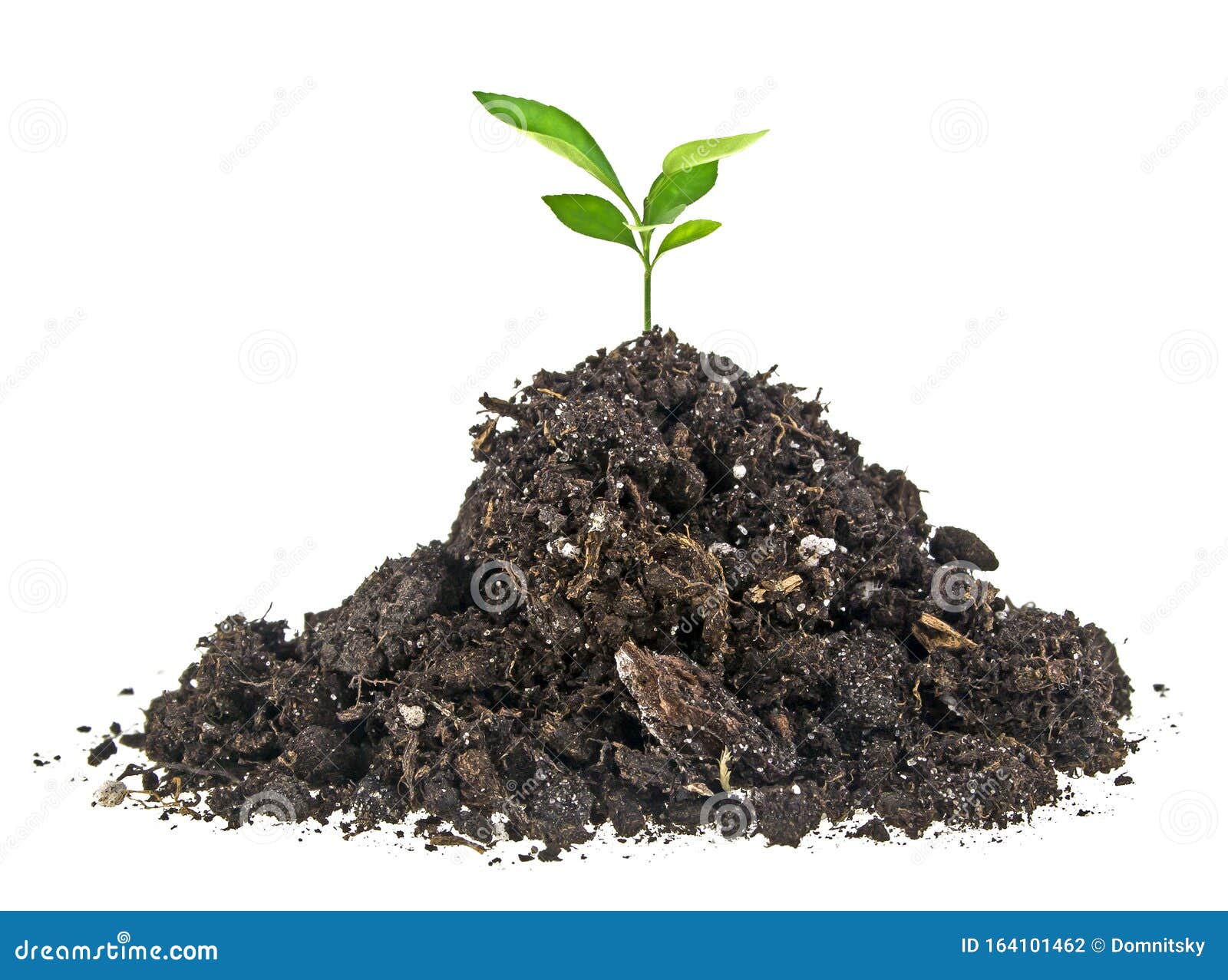 Young Plant with Humus Isolated on White Background Stock Photo - Image ...