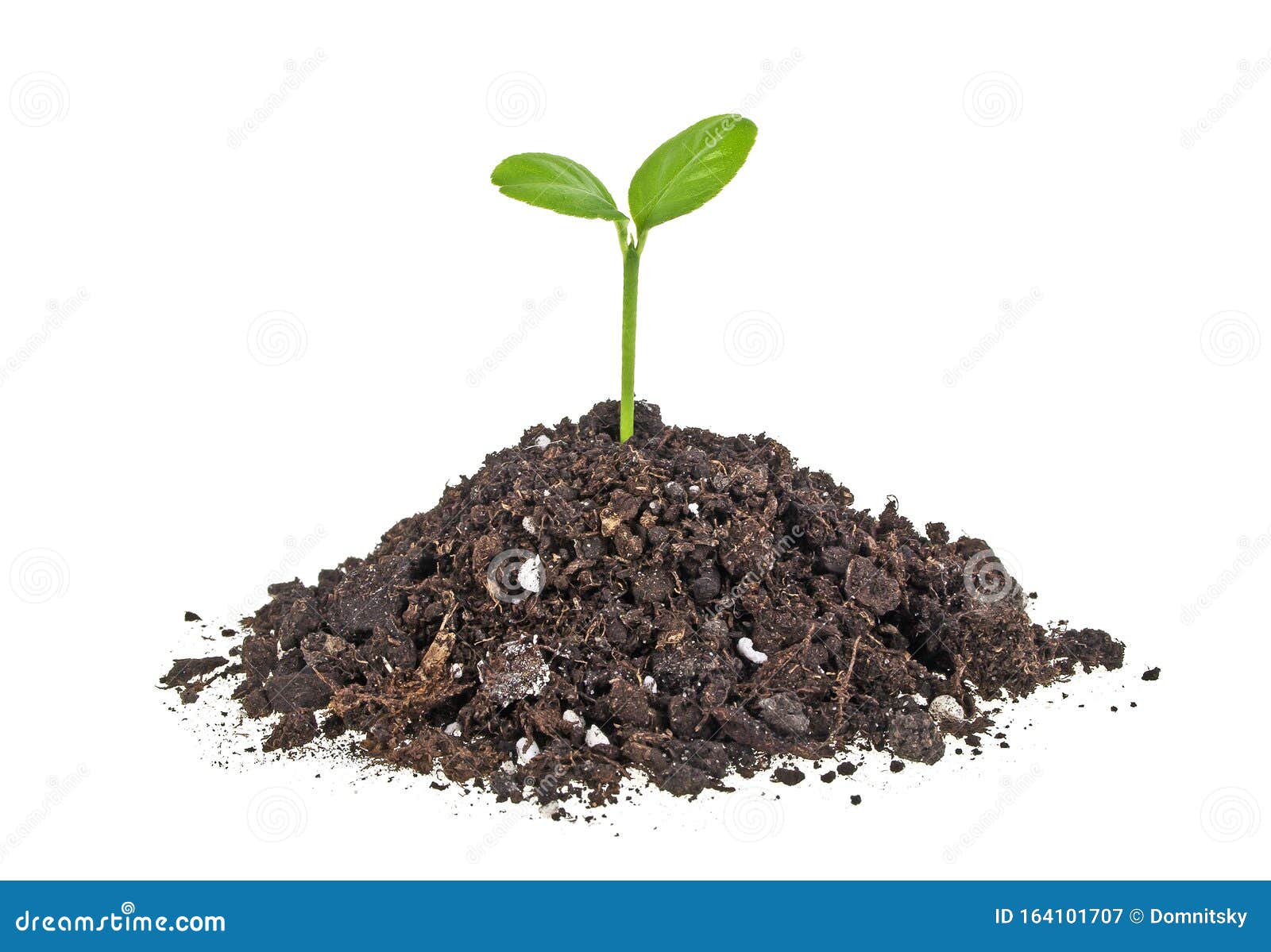 Young Plant with Humus Isolated on White Background Stock Image - Image ...