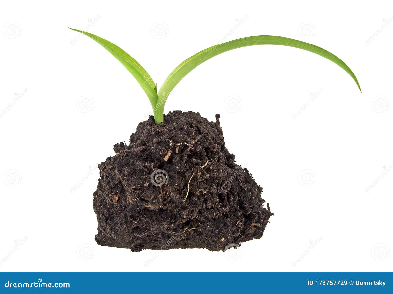 Young Plant with Humus Isolated on White Background Stock Image - Image ...