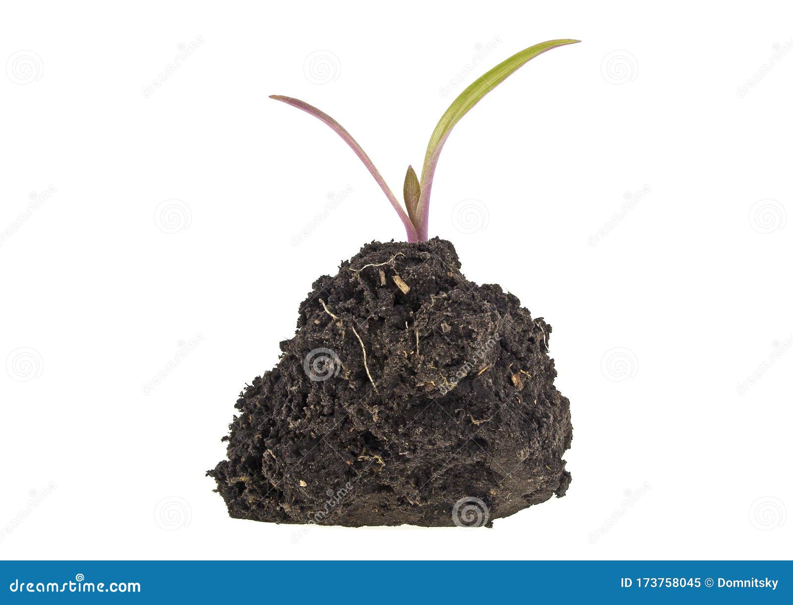 Young Plant with Humus Isolated on White Background Stock Image - Image ...