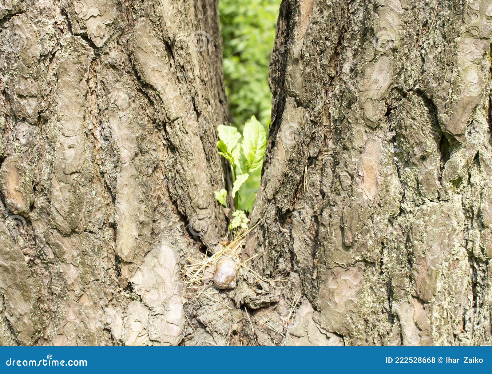A Young Plant with Leaves Growing between Two Trunks of a Large Tree ...
