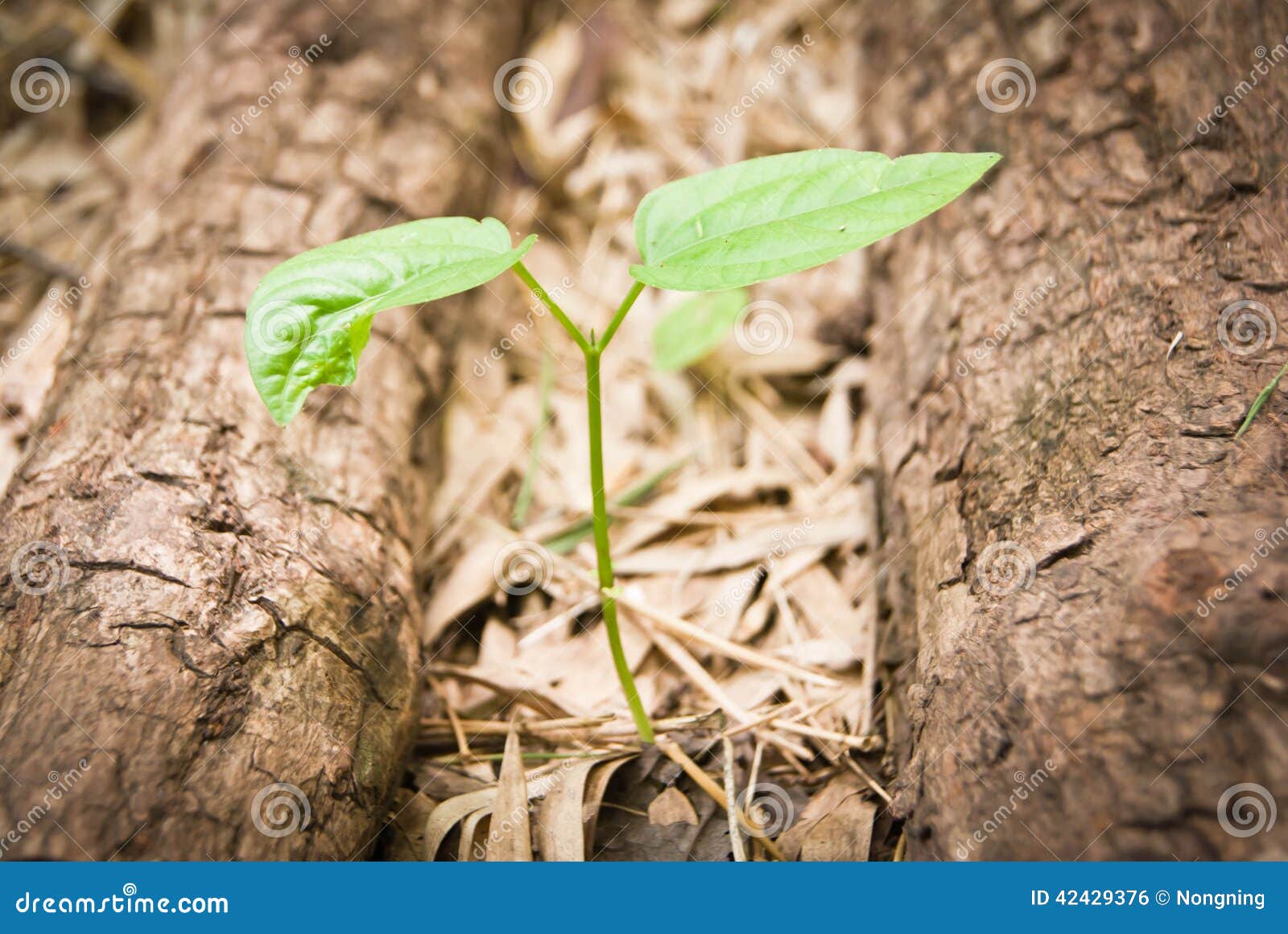 Young plant stock photo. Image of sprout, business, seed - 42429376