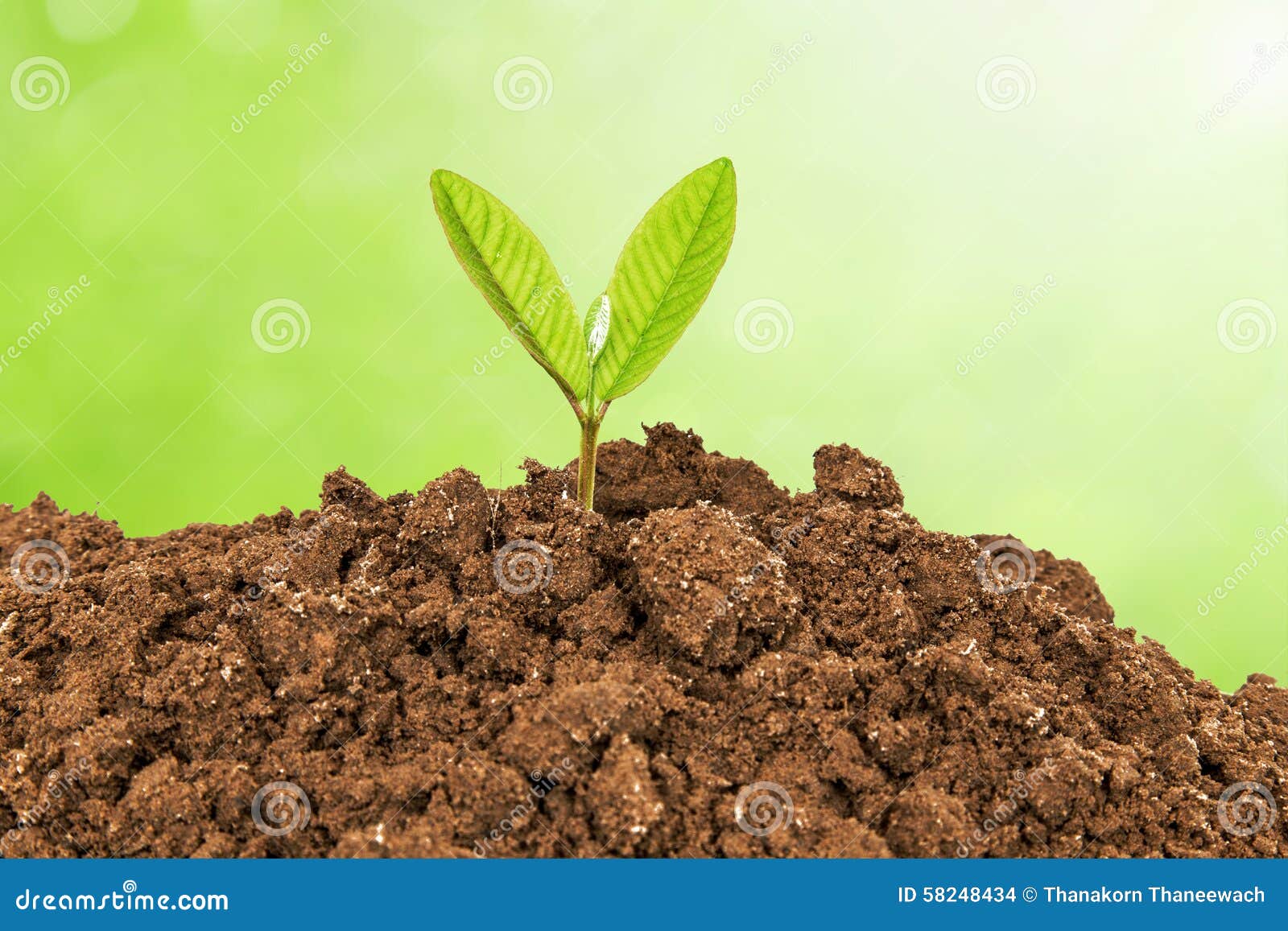 Young Plant - New Life Growing in Spring Stock Photo - Image of natural ...