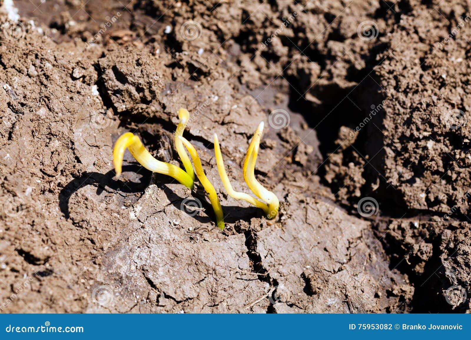 Young plant stock photo. Image of organic, land, ecology - 75953082