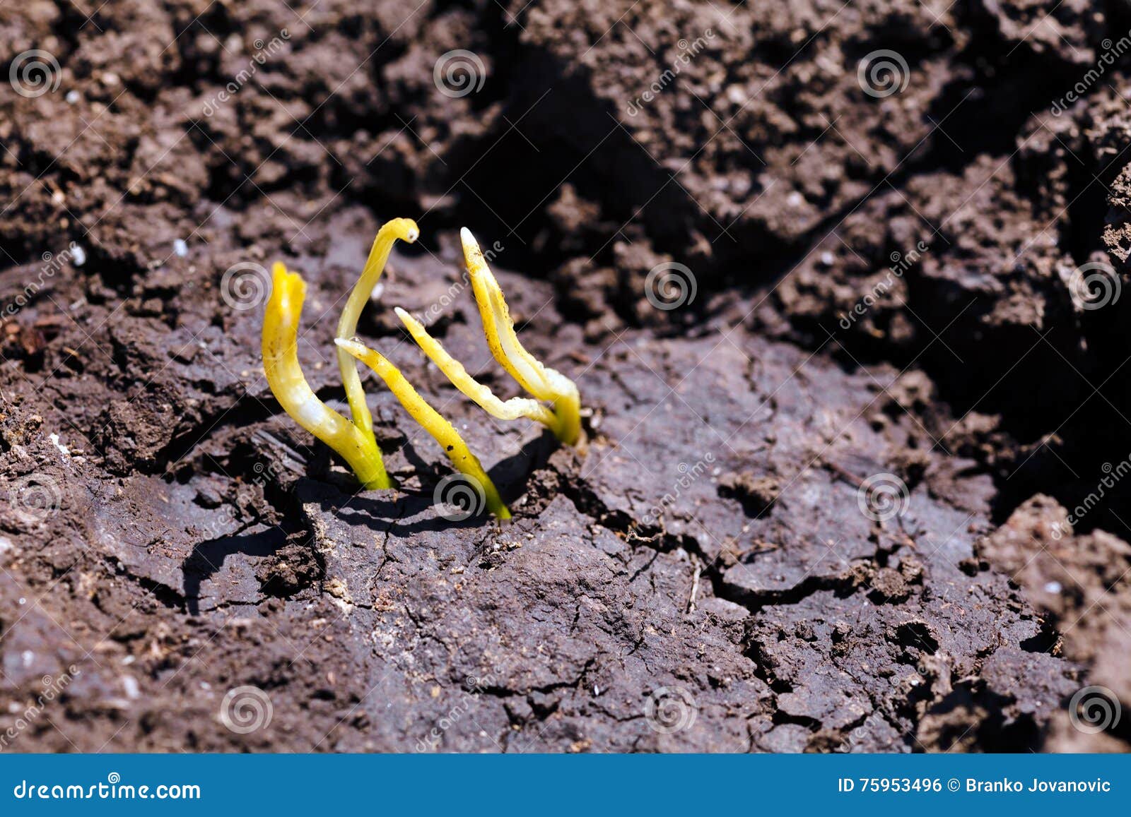 Young plant stock photo. Image of growth, nature, young - 75953496