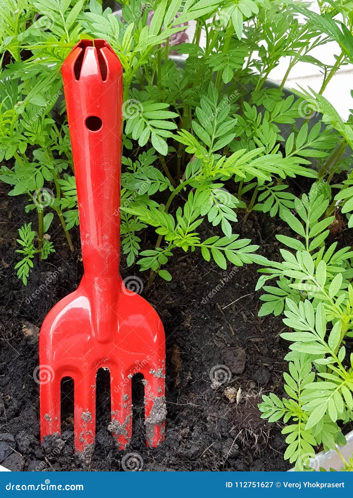 Red Fork in the Pot with Sprouts Stock Image - Image of fork, plant ...