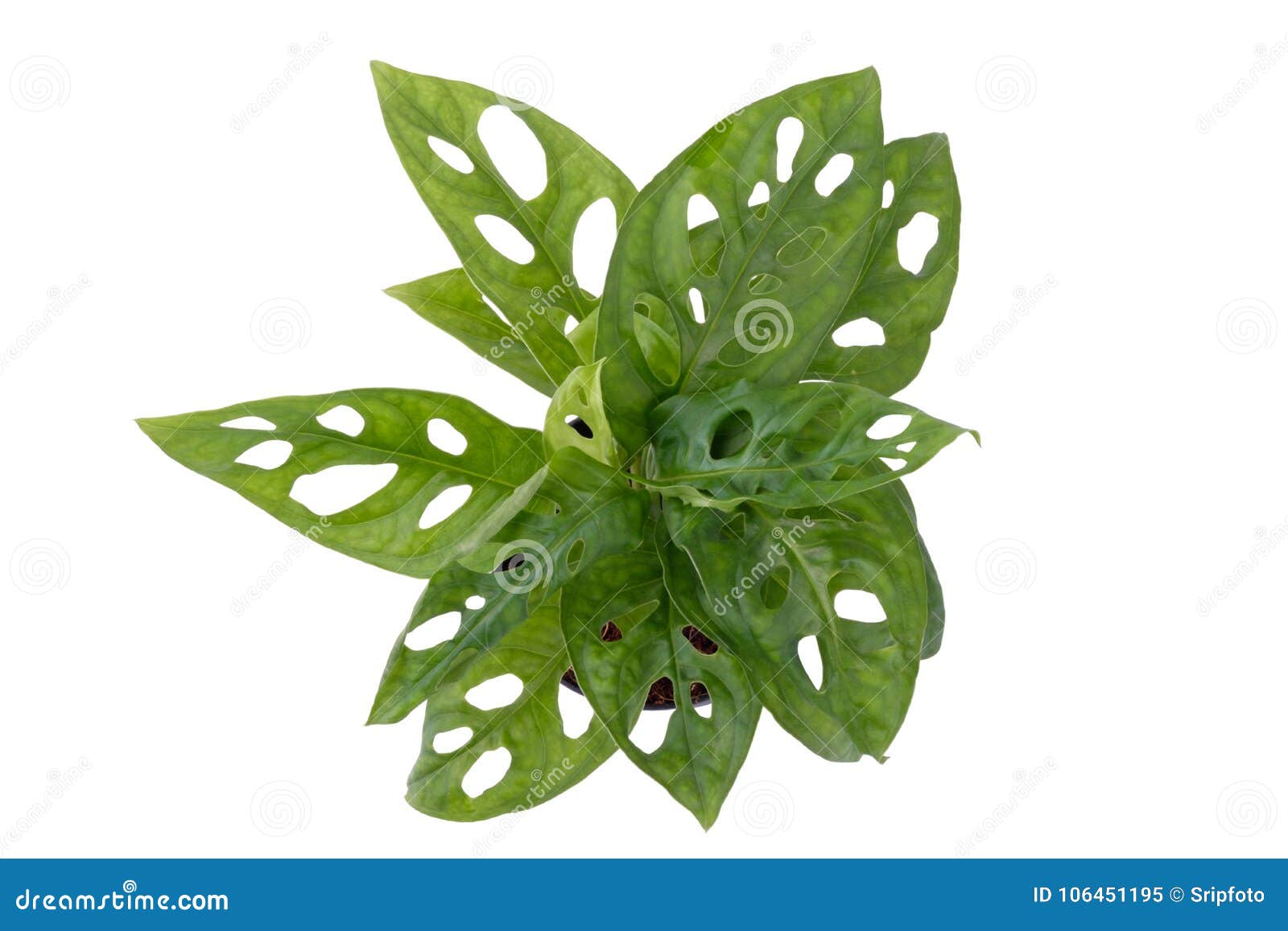 Young Plant in Pot,top View Stock Image - Image of room, germination ...