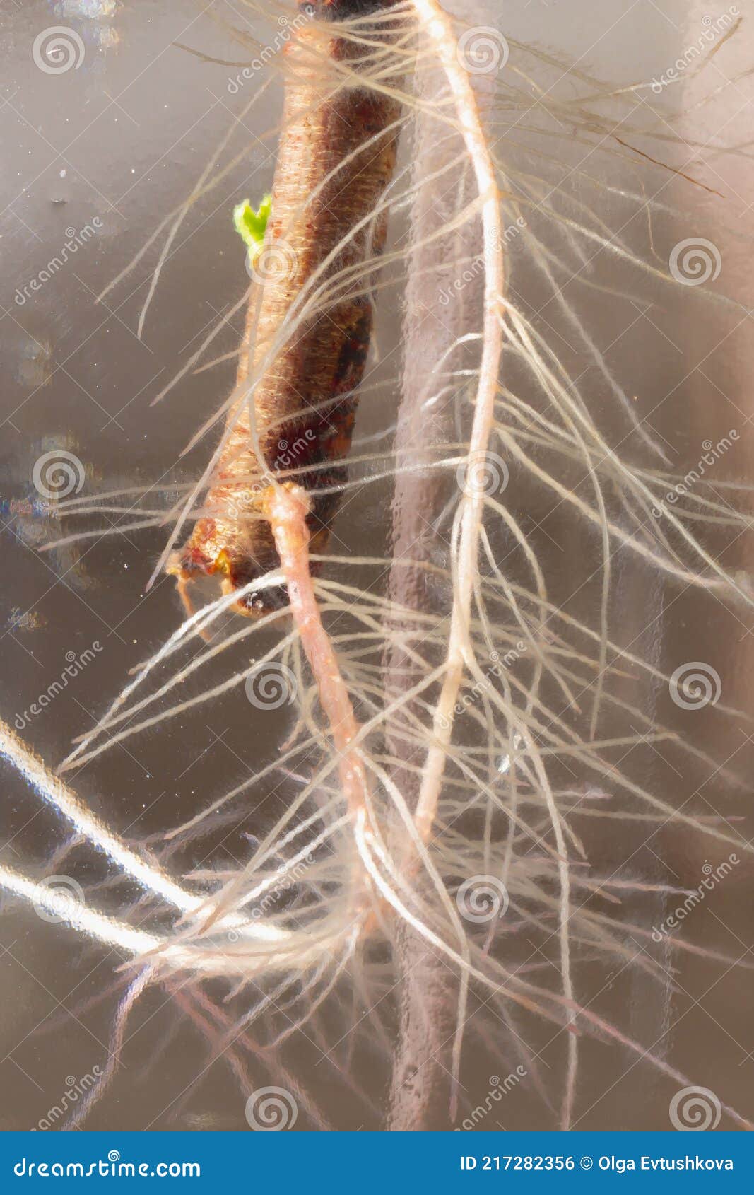 Young Plant Root in Water in a Glass Jar Stock Photo - Image of life ...