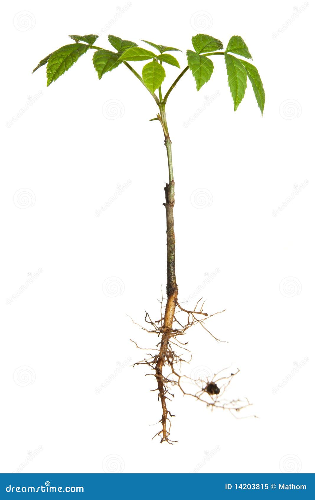Young plant with roots stock image. Image of leaf, organic - 14203815
