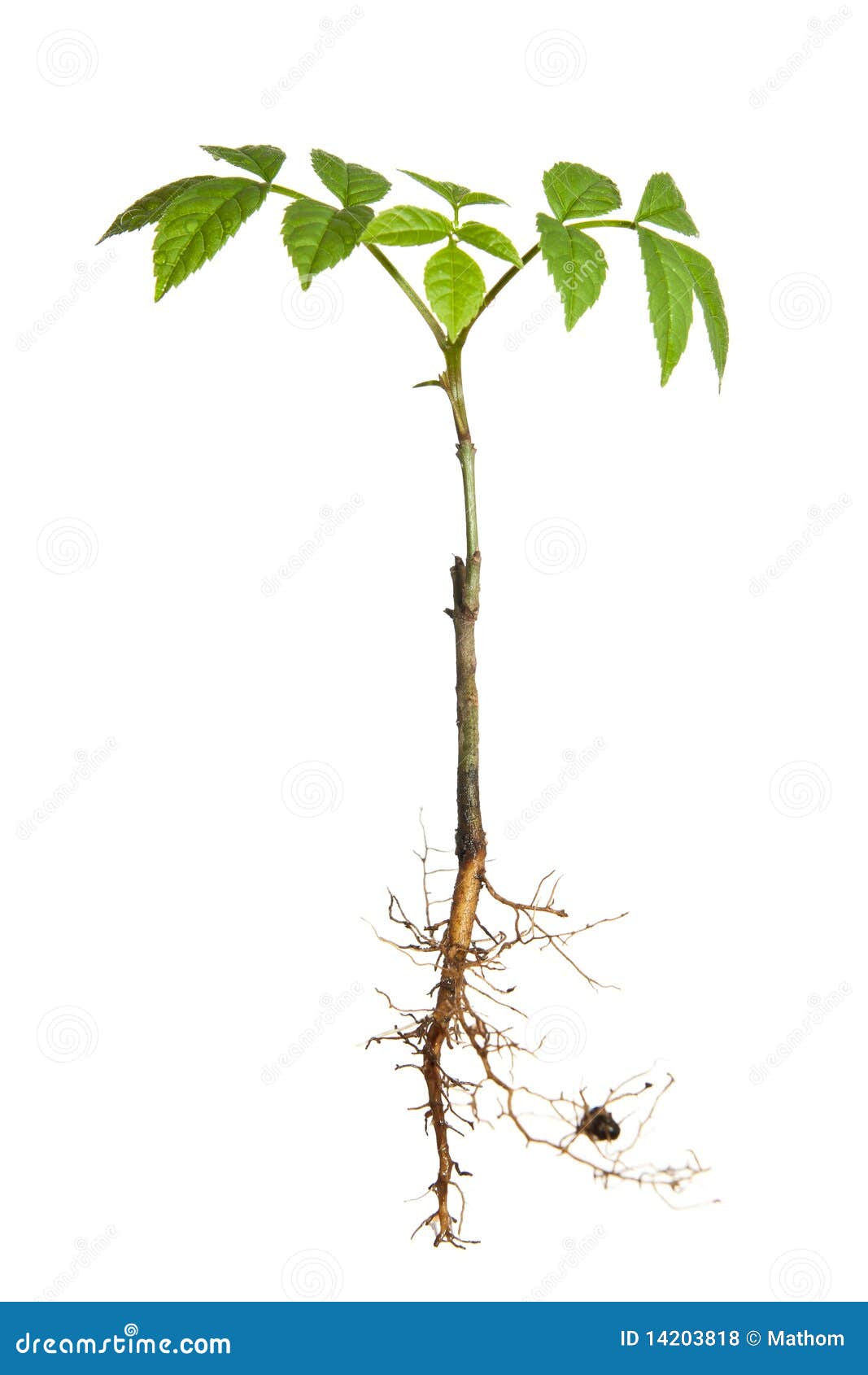 Young plant with roots stock photo. Image of detail, beautiful - 14203818