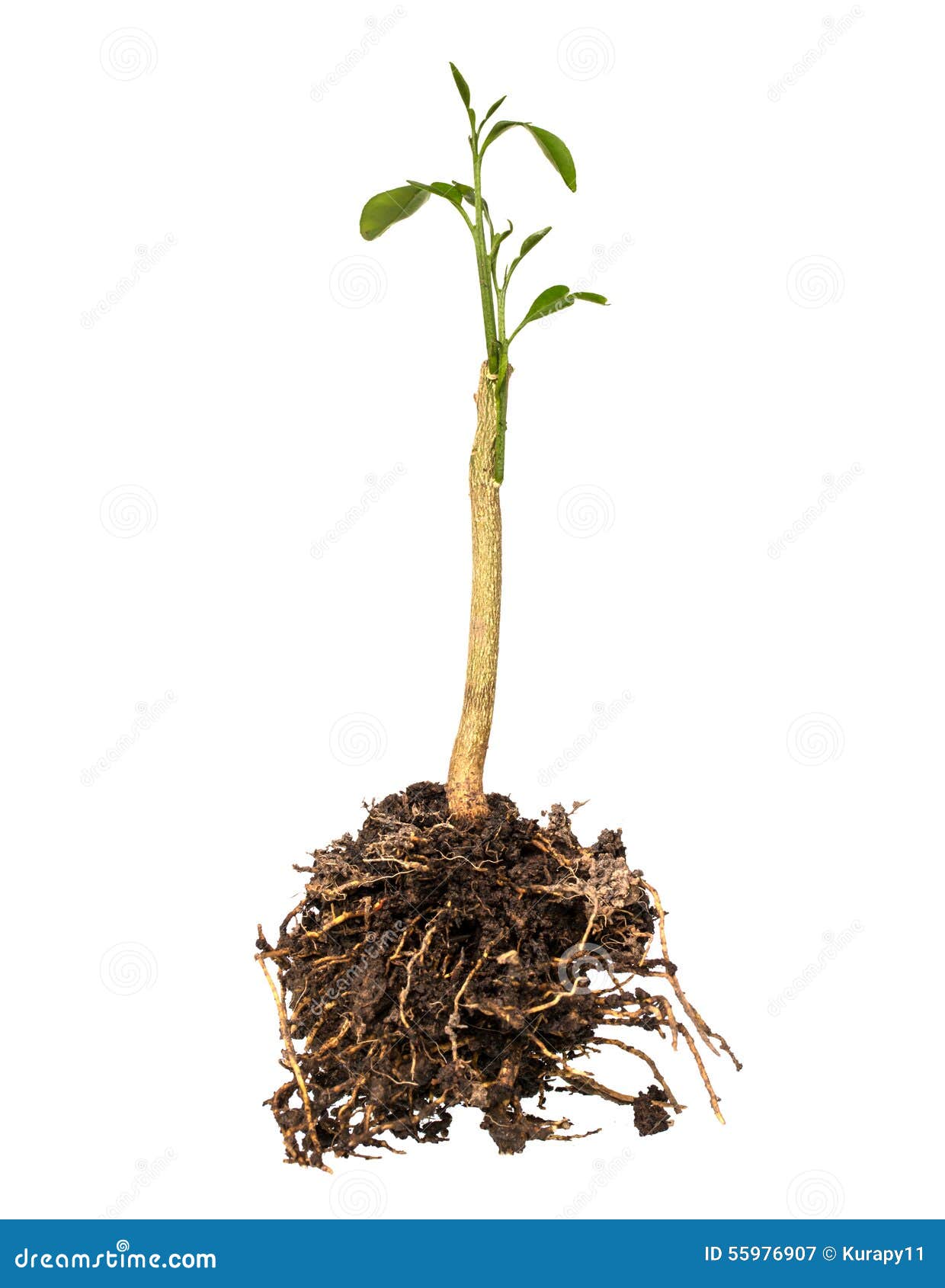 Plant Roots In Soil Royalty-Free Stock Photography | CartoonDealer.com ...