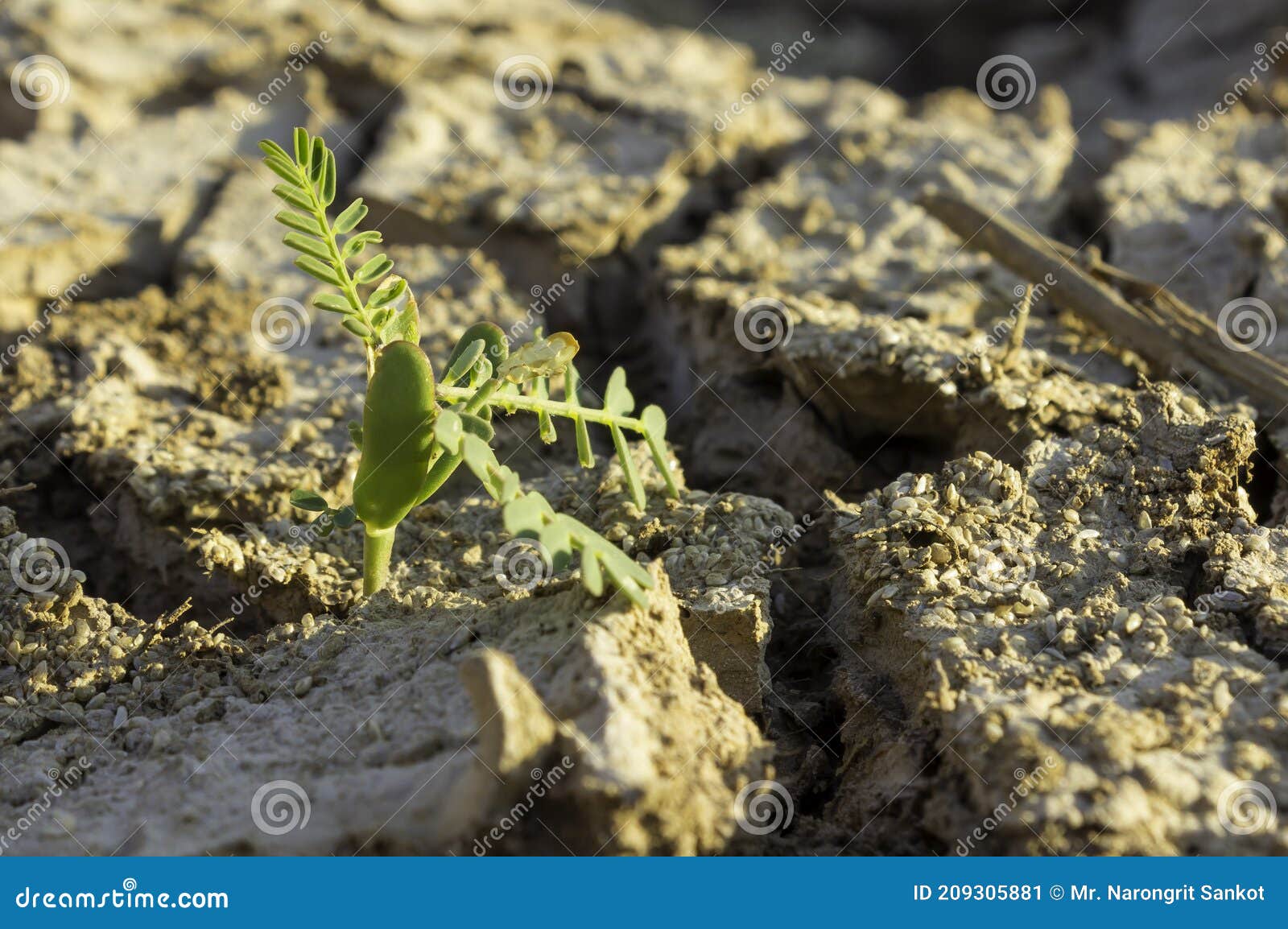 Young plant saplings stock image. Image of botany, fresh - 209305881