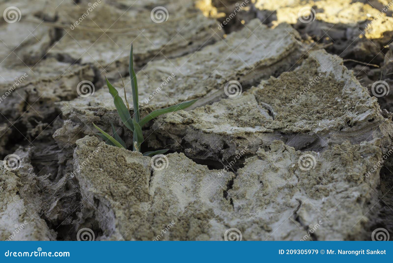 Young plant saplings stock image. Image of ground, grow - 209305979
