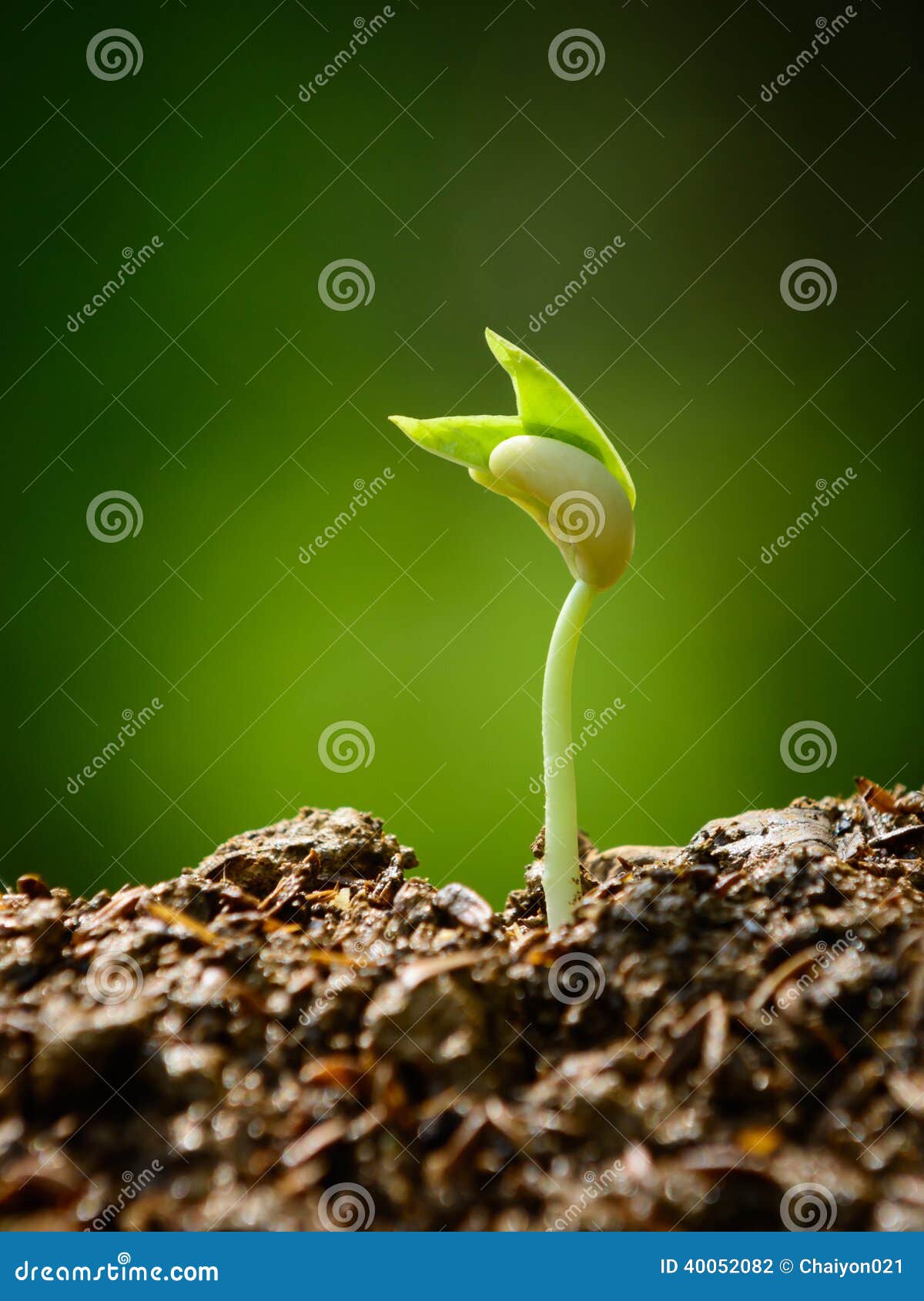 Young Plant, Seedling, Sprout, Growing Stock Photo - Image of ...