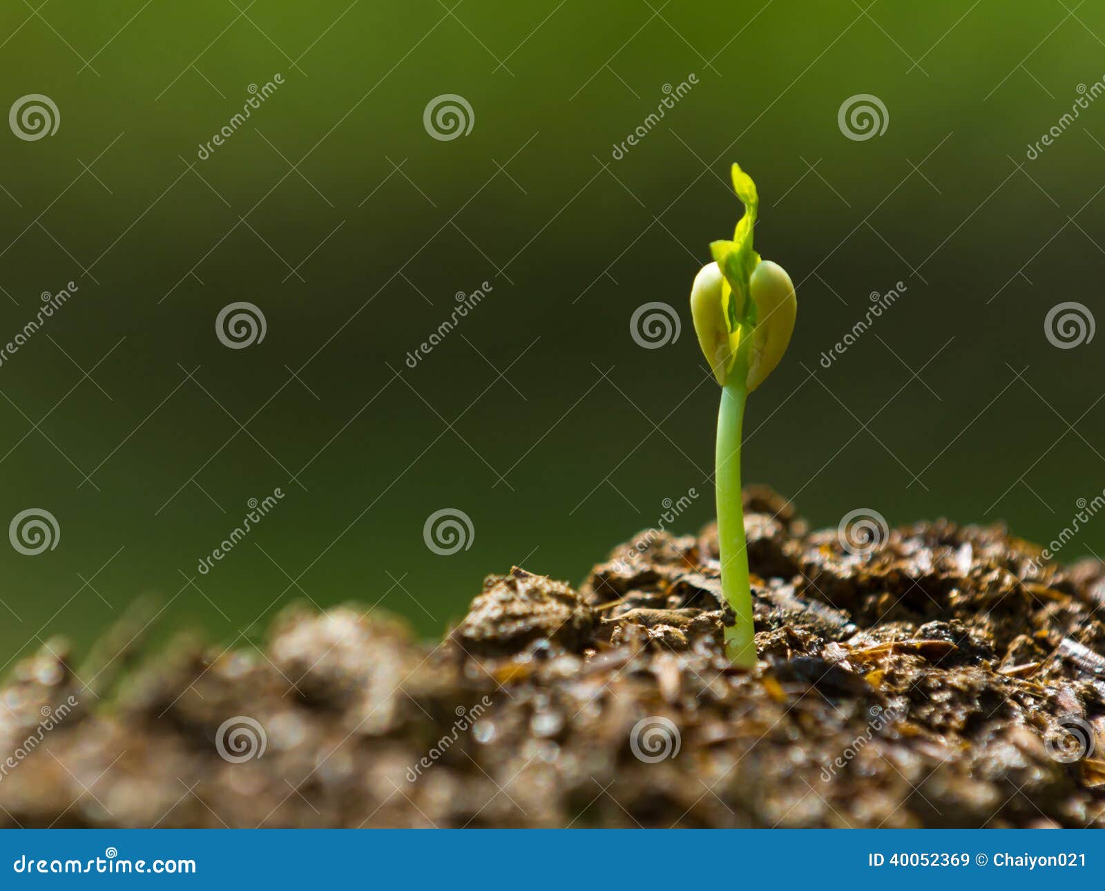 Young Plant, Seedling, Sprout, Growing Stock Image - Image of dirt ...