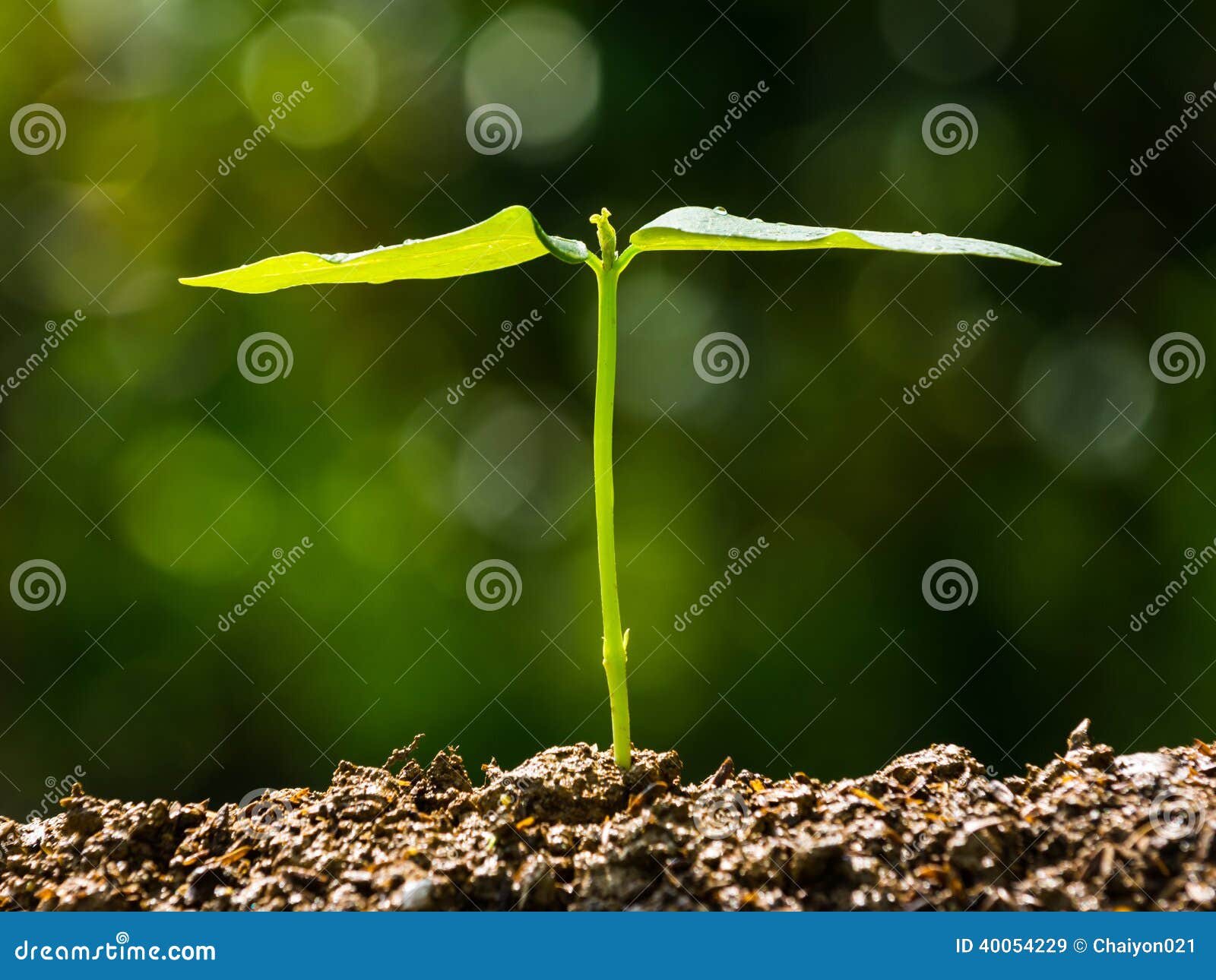 Young Plant, Seedling, Sprout, Growing Stock Image - Image of garden ...